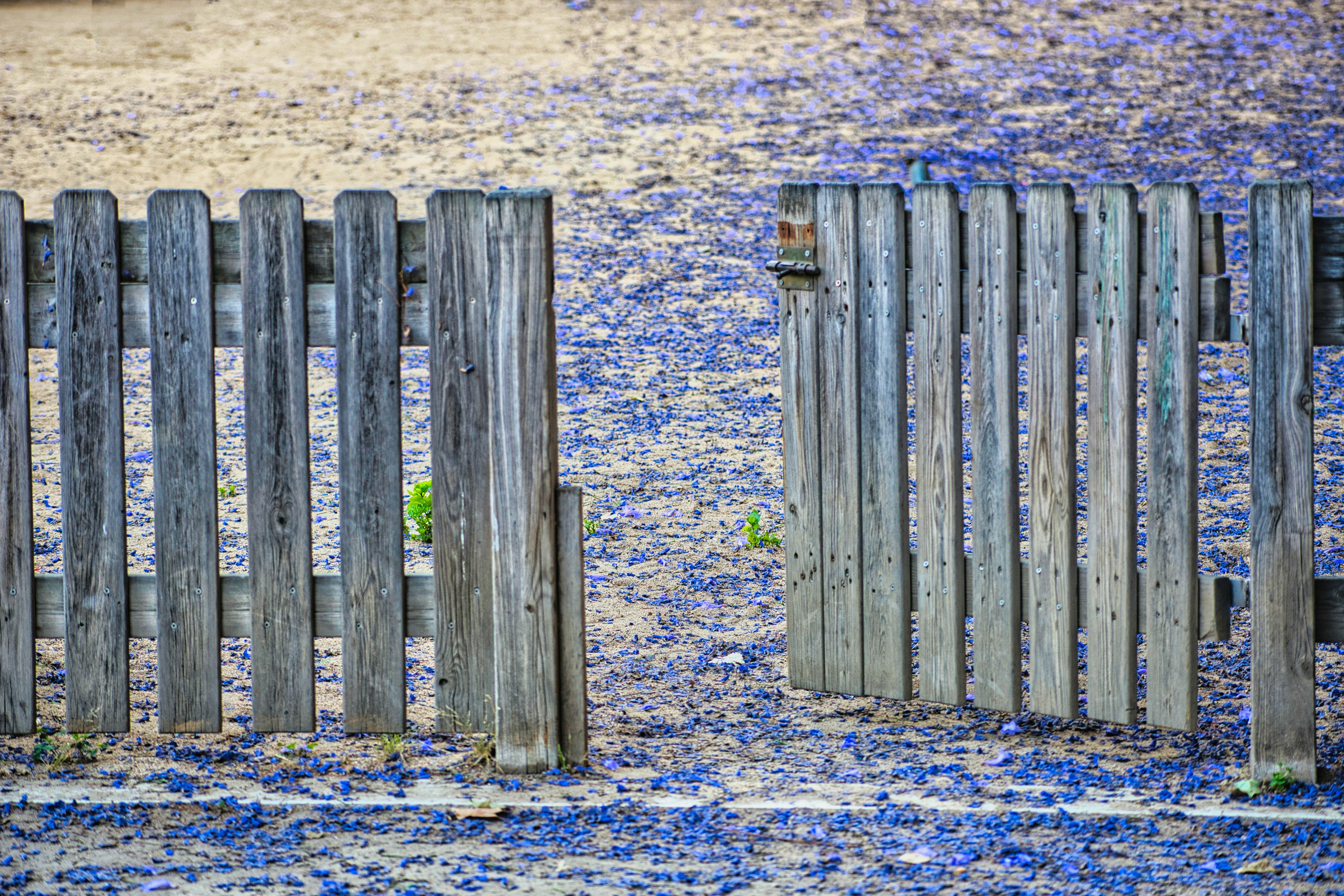 Weathered wooden gate opens to a carpet of blue petals on sandy ground, inviting exploration. The scene captures a tranquil moment in nature.