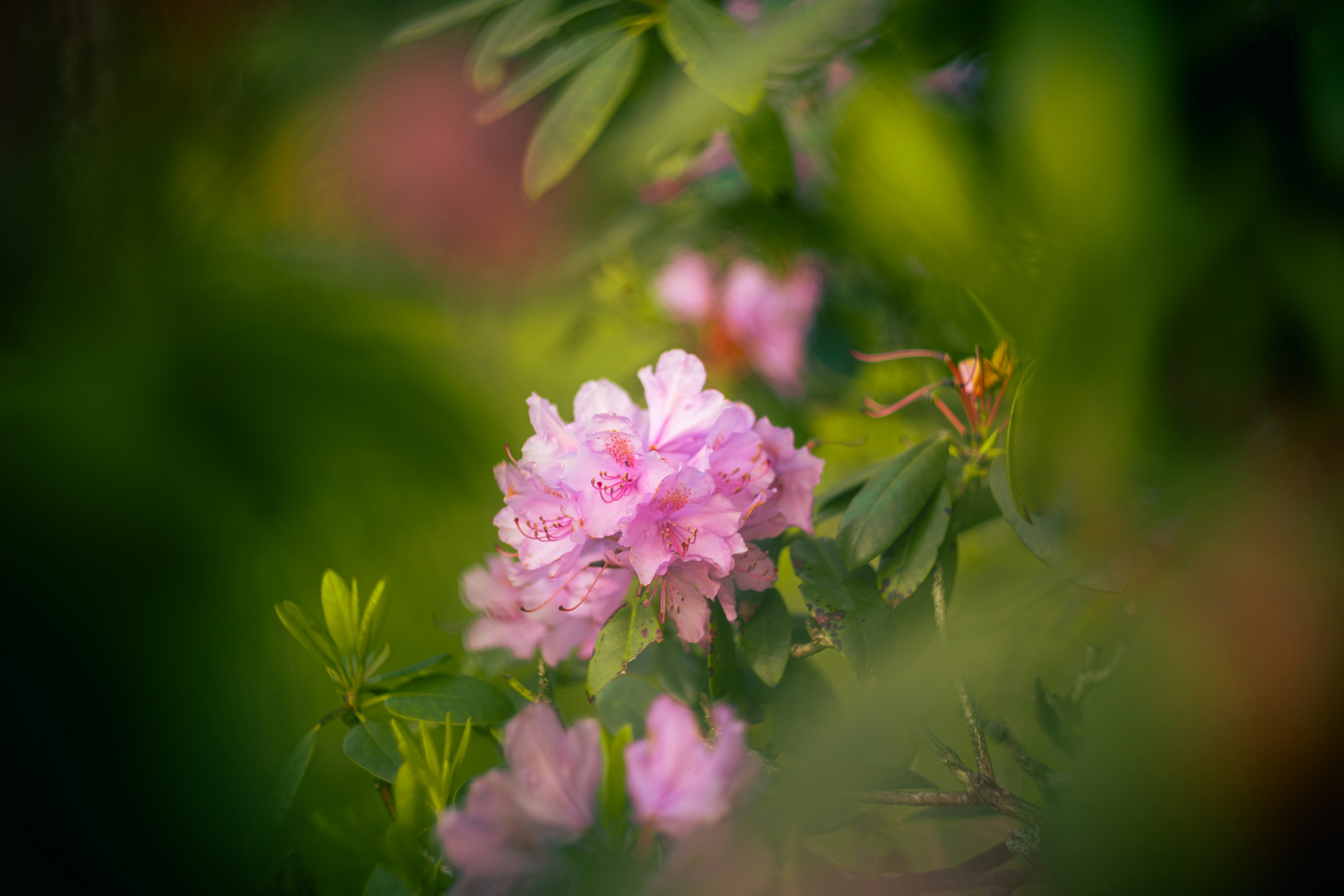 Pink Azalea in Velvet Bokeh: A Quiet Moment in Spring Light