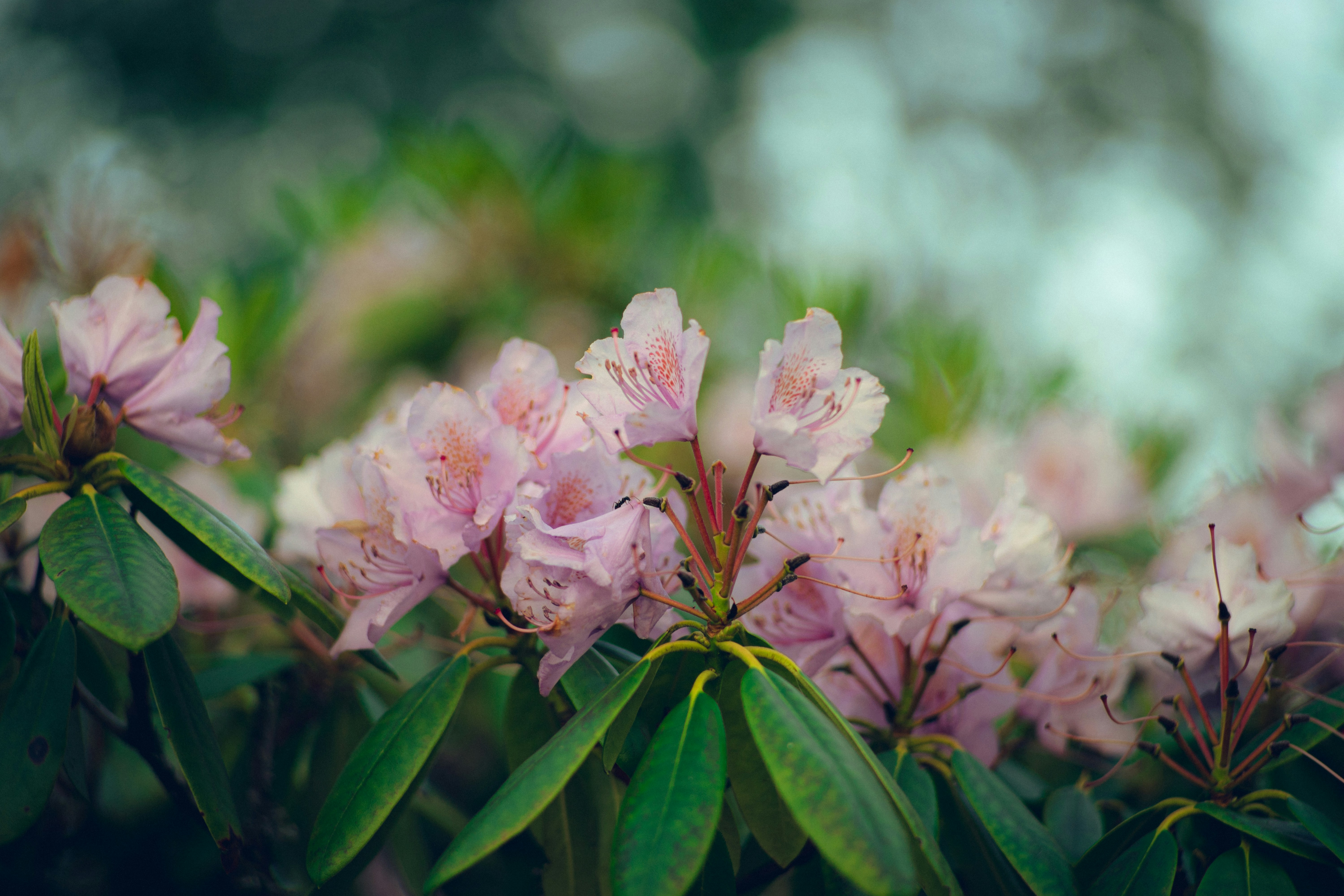 Whispers of Pink: Rhododendron in Soft Spring Light