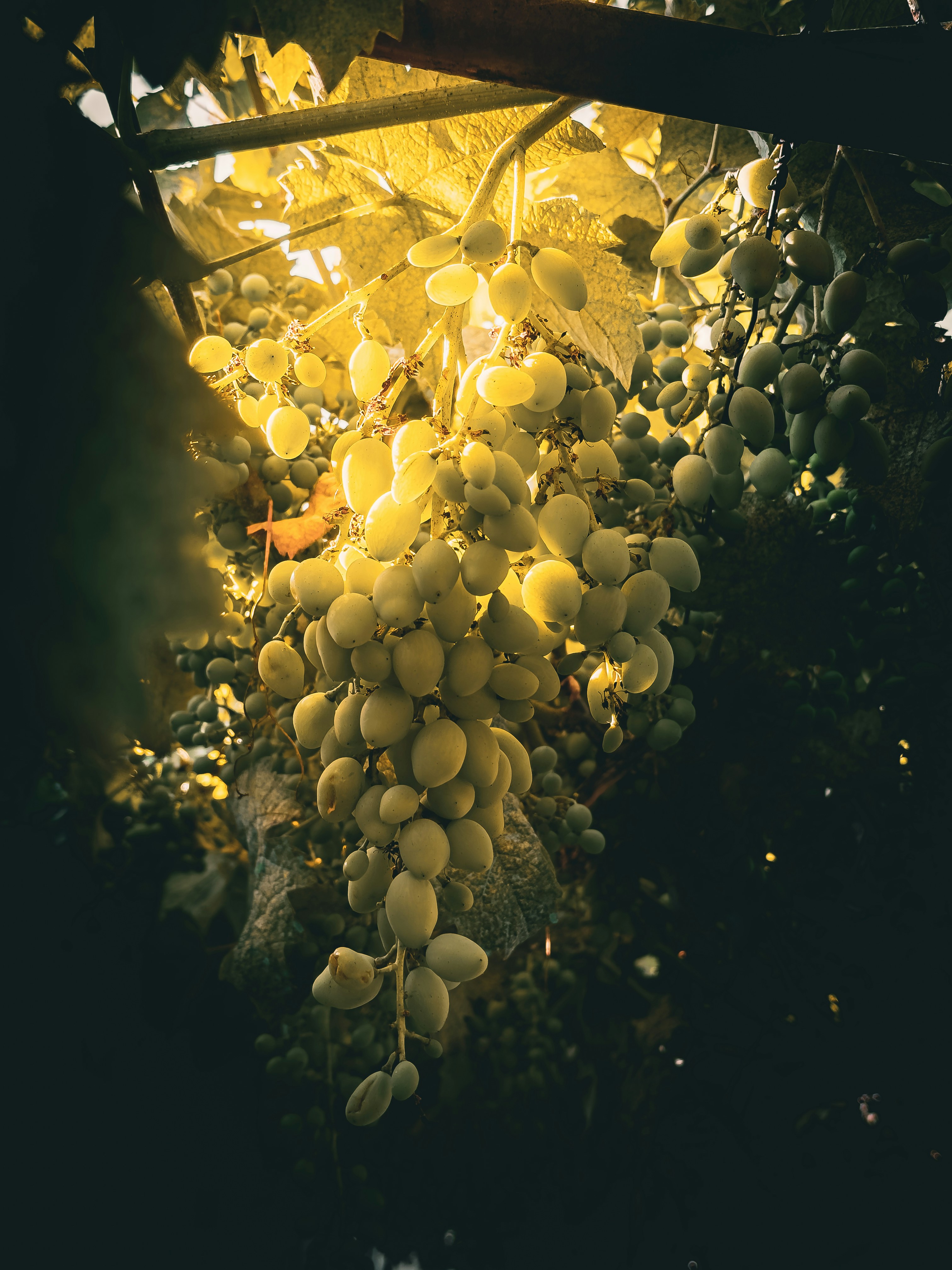 Golden Harvest: A Cluster of Nature's Gems