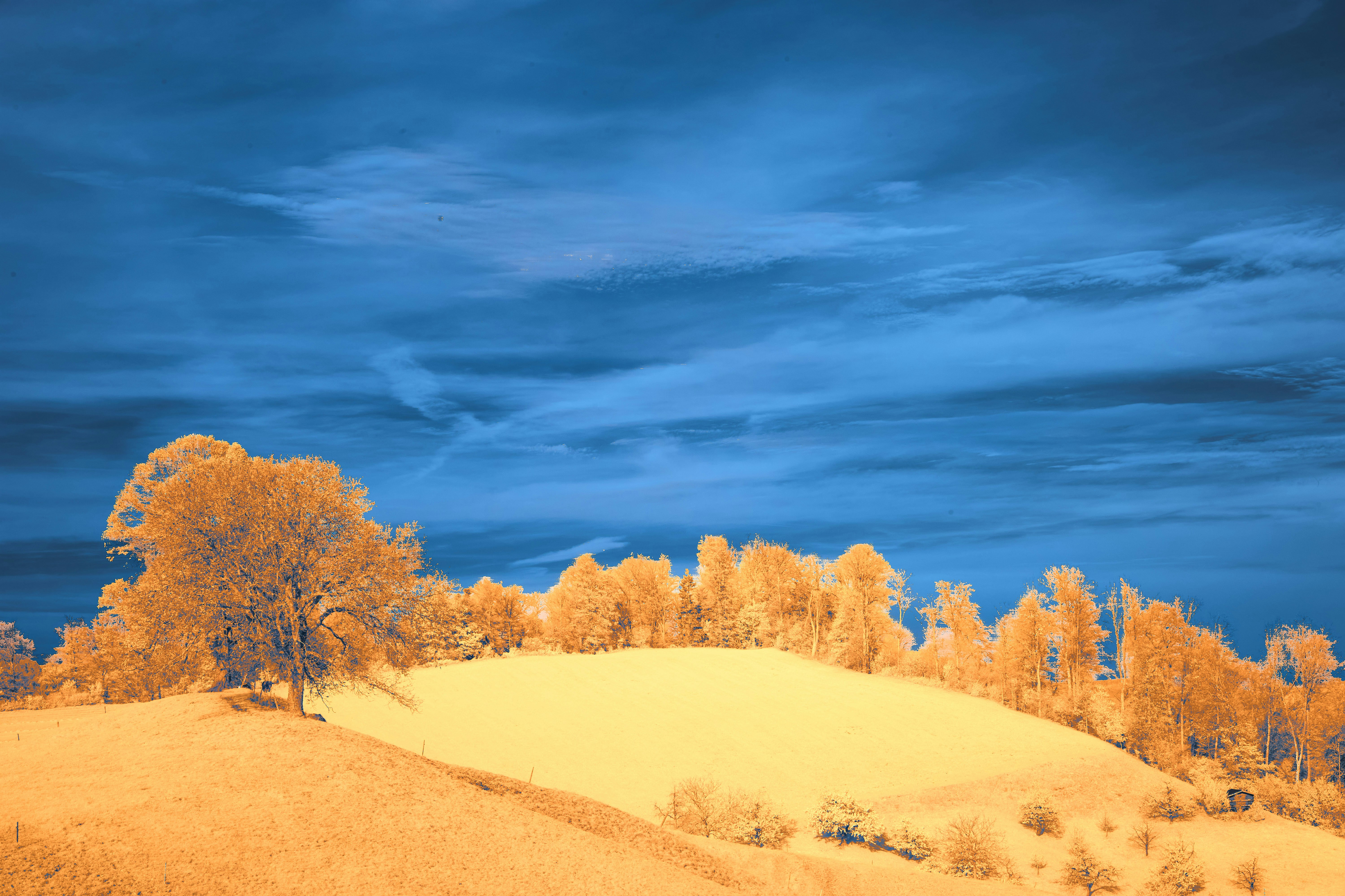 Golden trees and field under a blue sky.