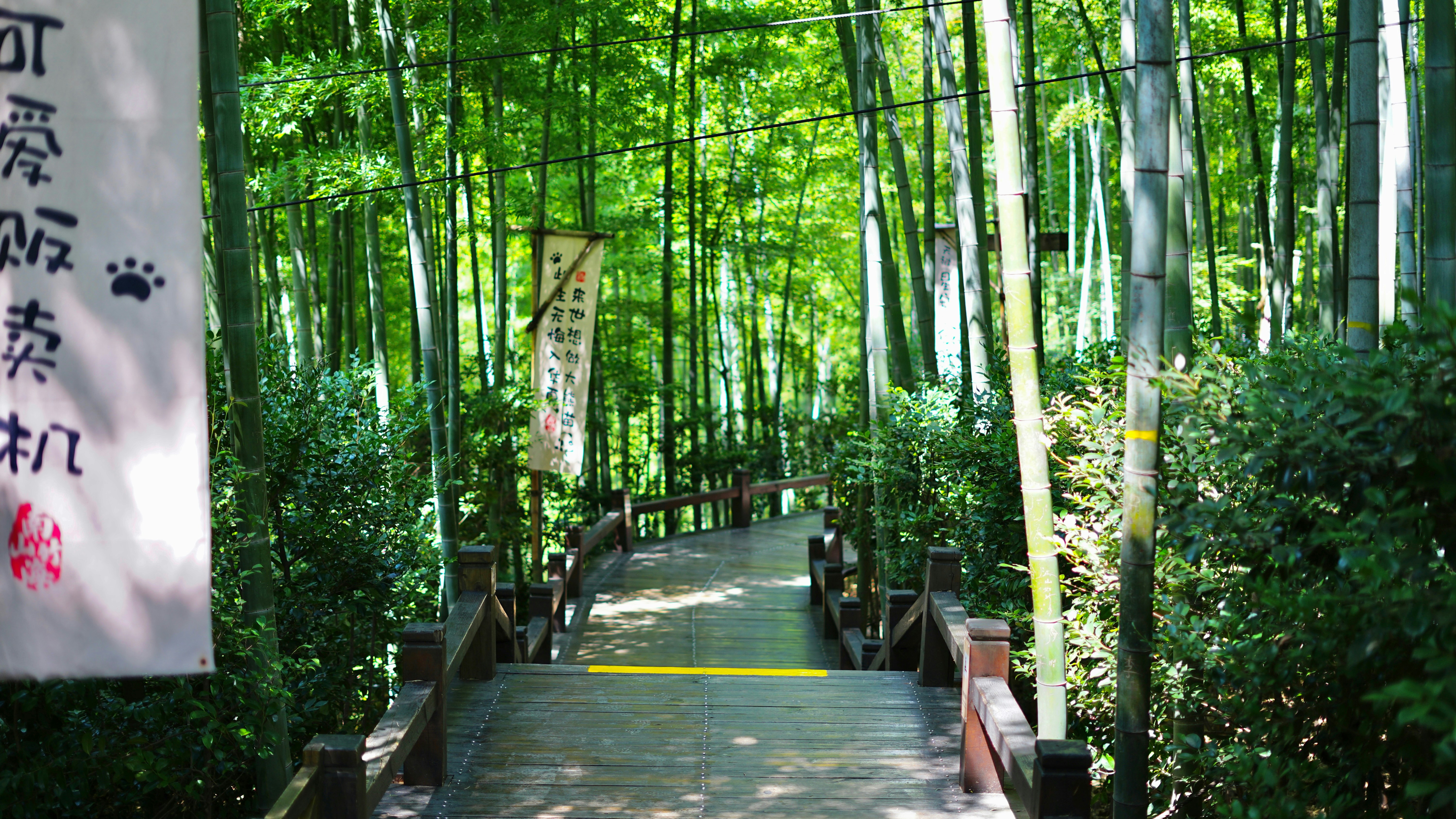 A wooden path winds through a lush bamboo forest.