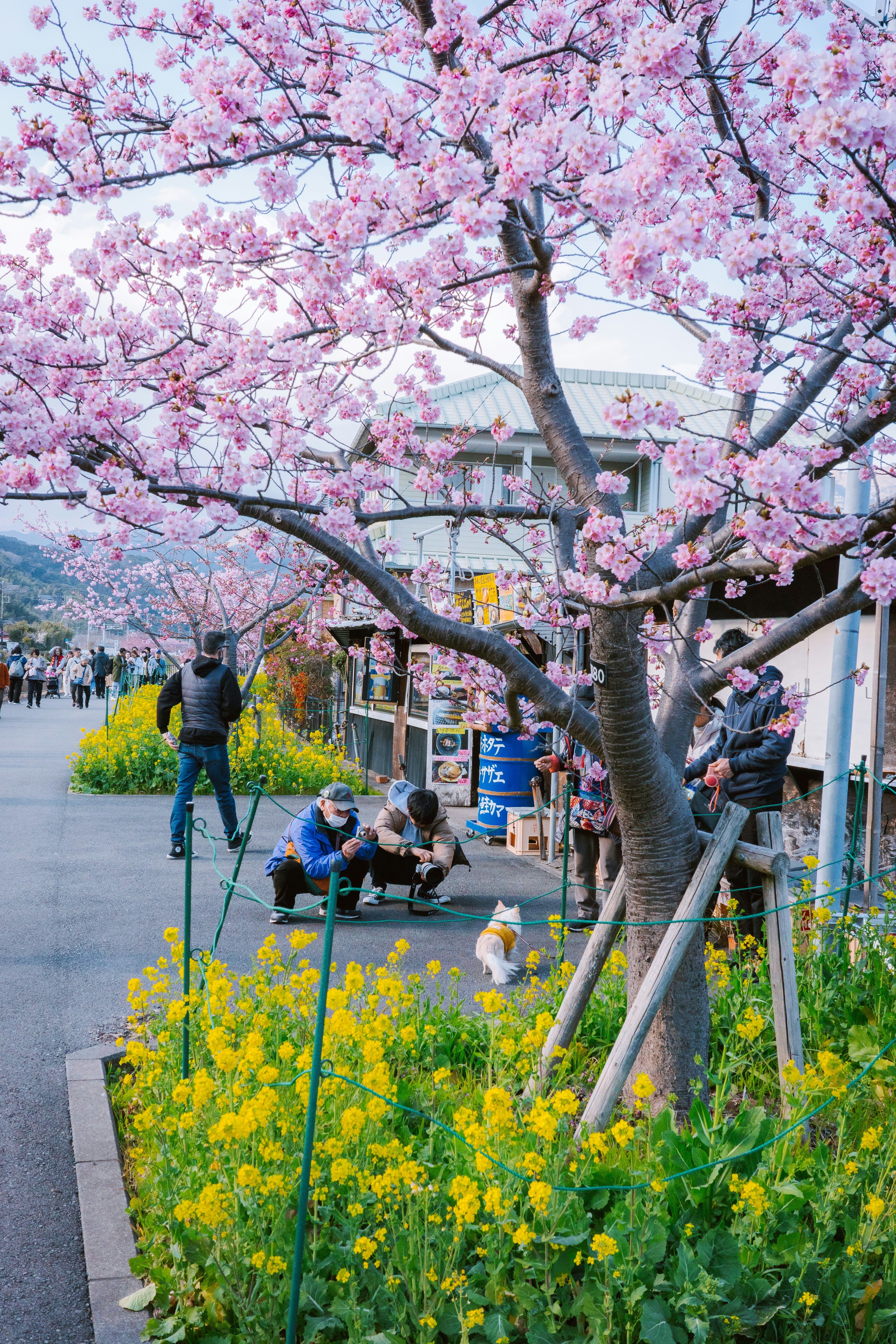 Petals over the Path: A Spring Street Moment Under Pink Canopy