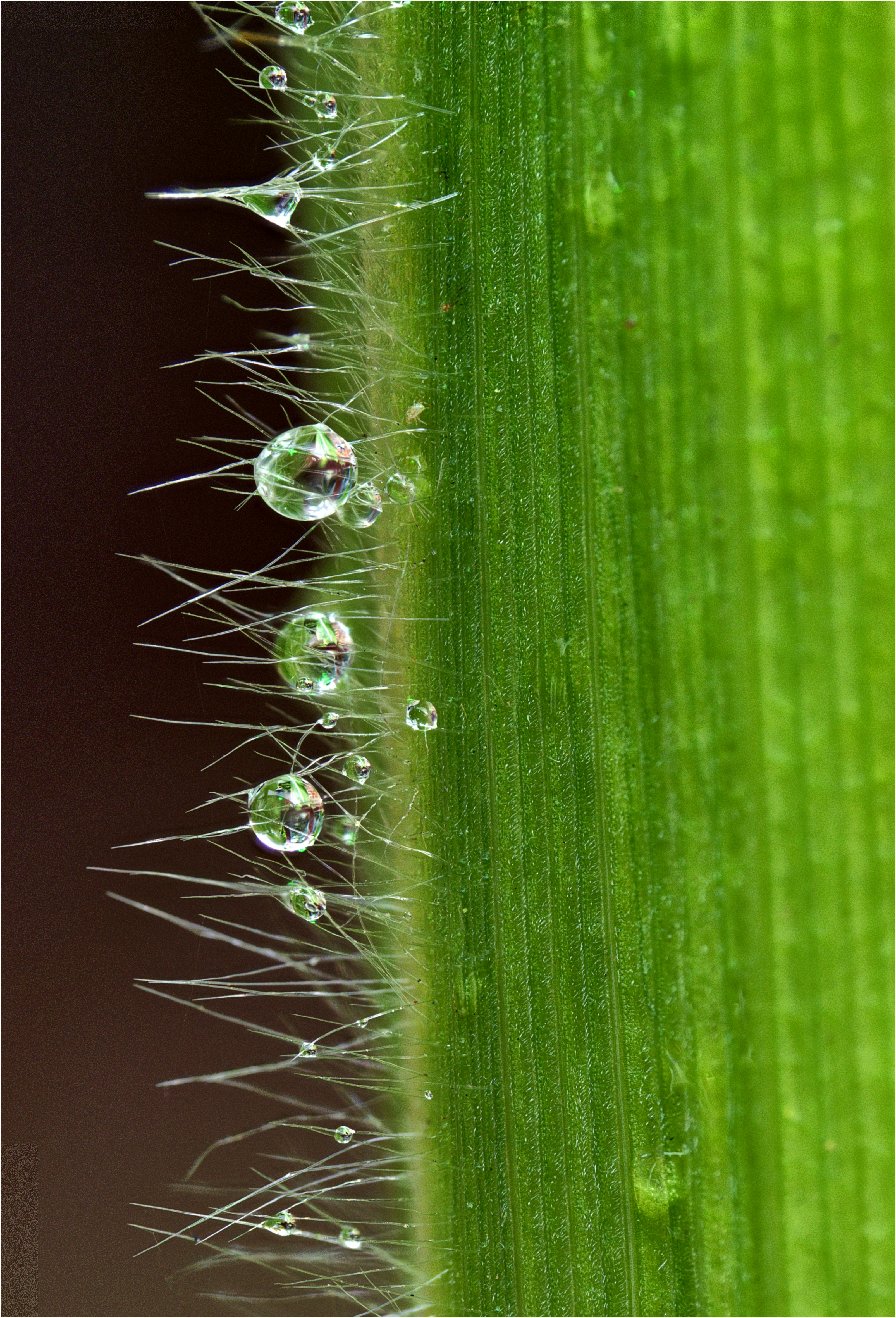 Nature's Crystal Beads: A Close-Up on Dew-Kissed Greenery