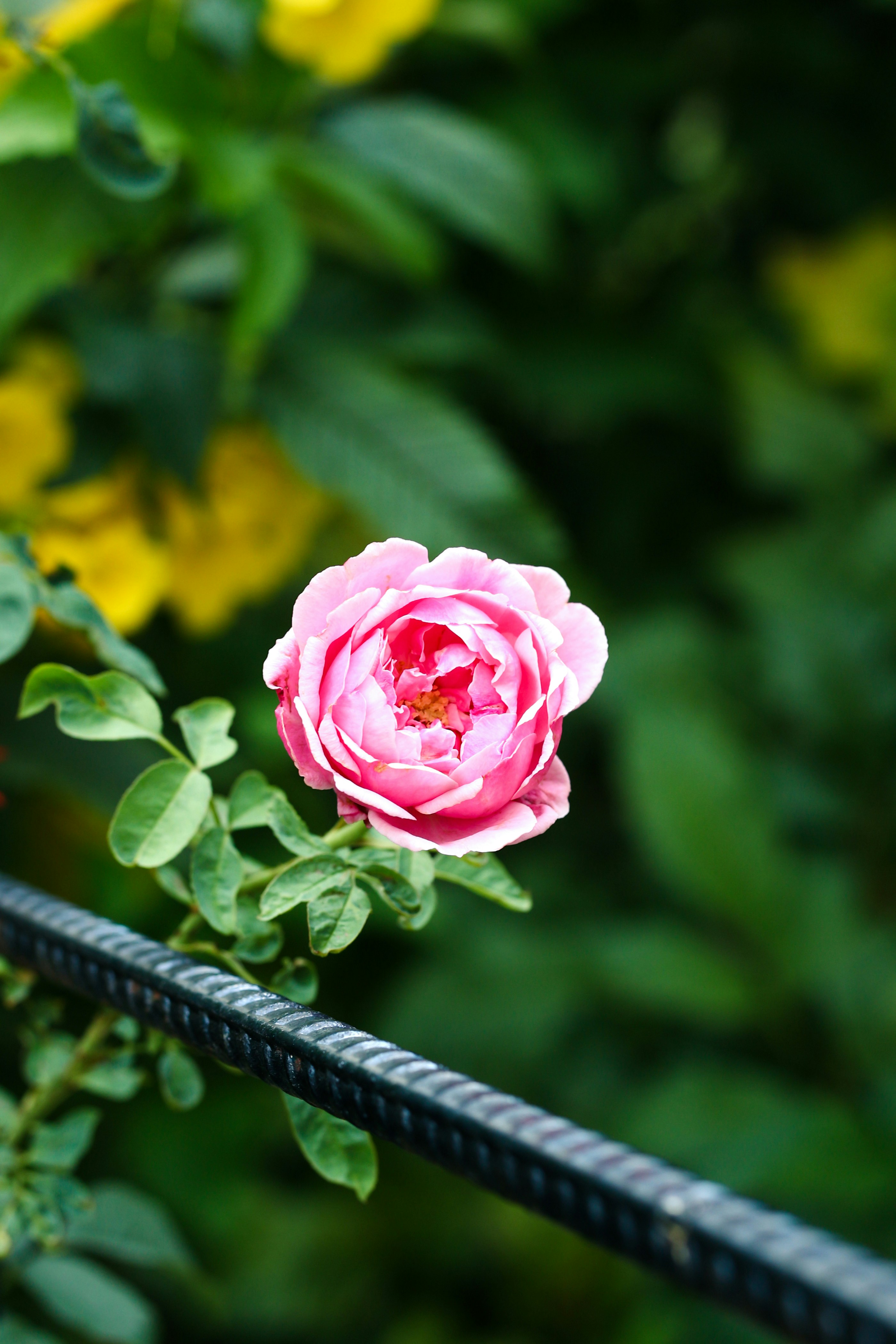 The Blossom's Embrace