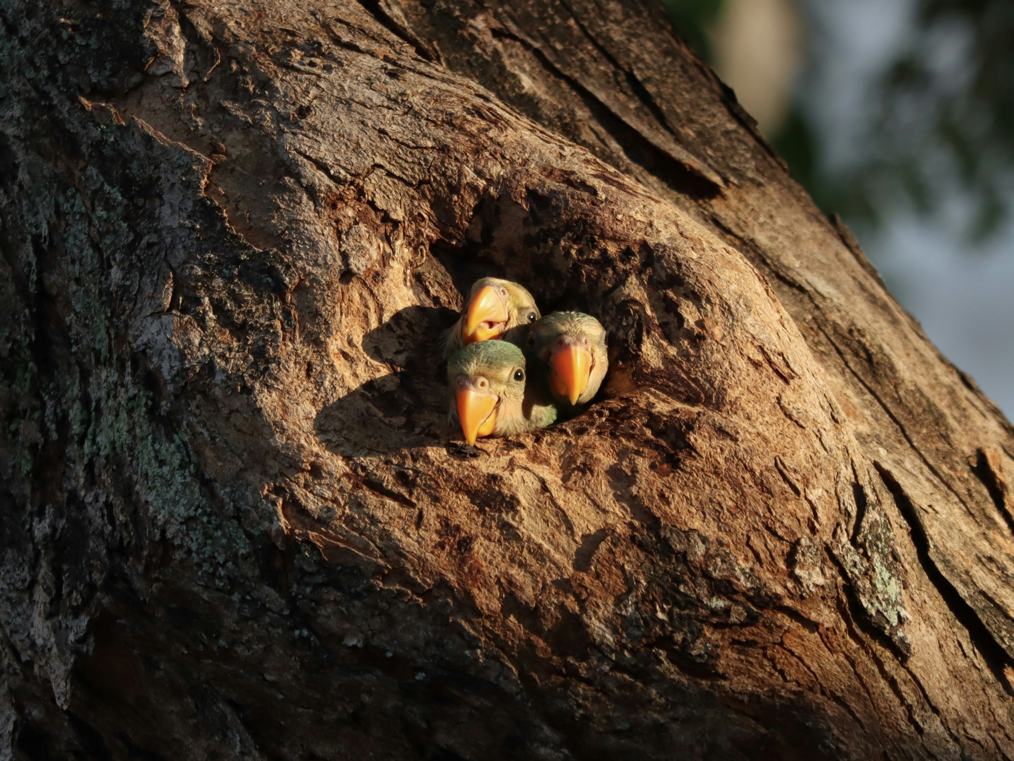 Nestled in Nature: A Family of Feathered Friends