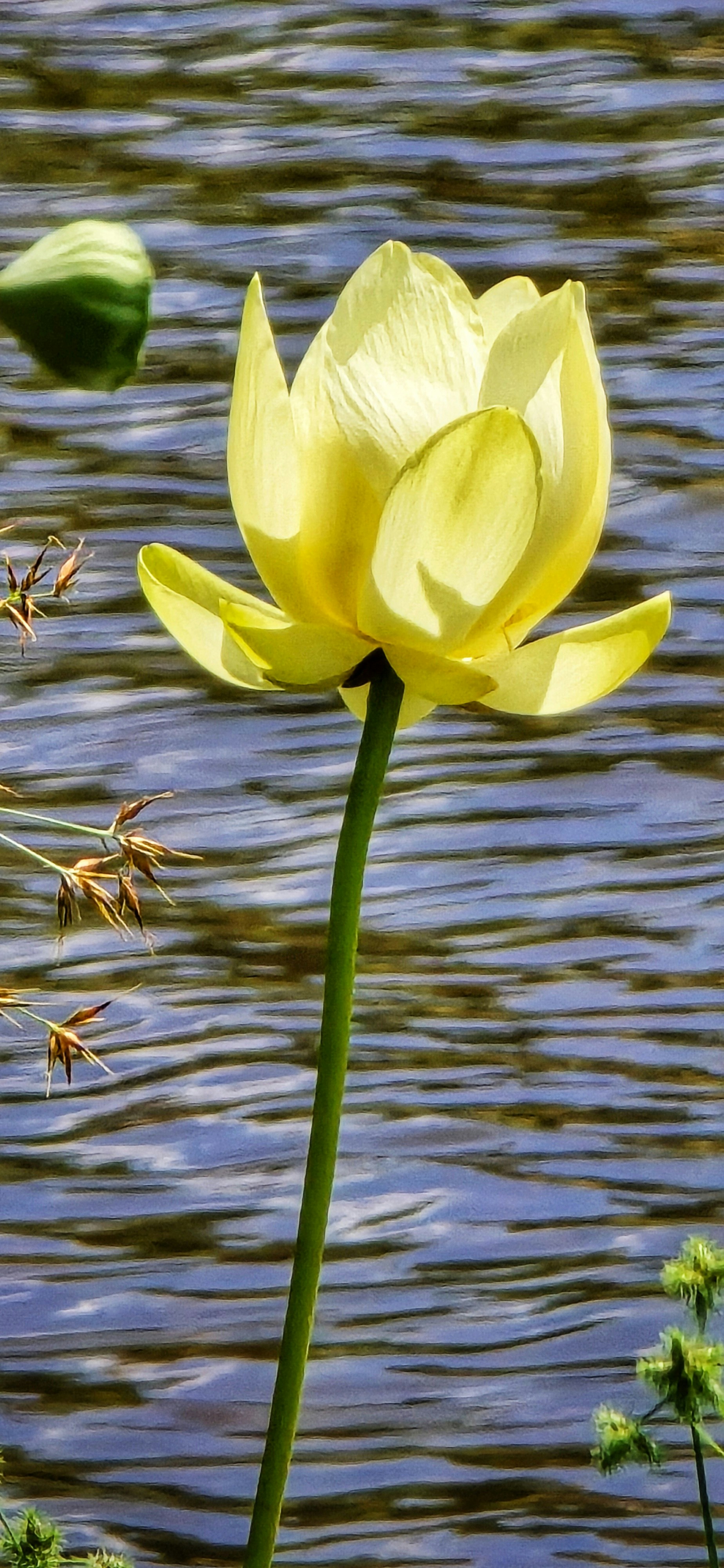 Sunlit Serenity: The Yellow Lotus Blooms