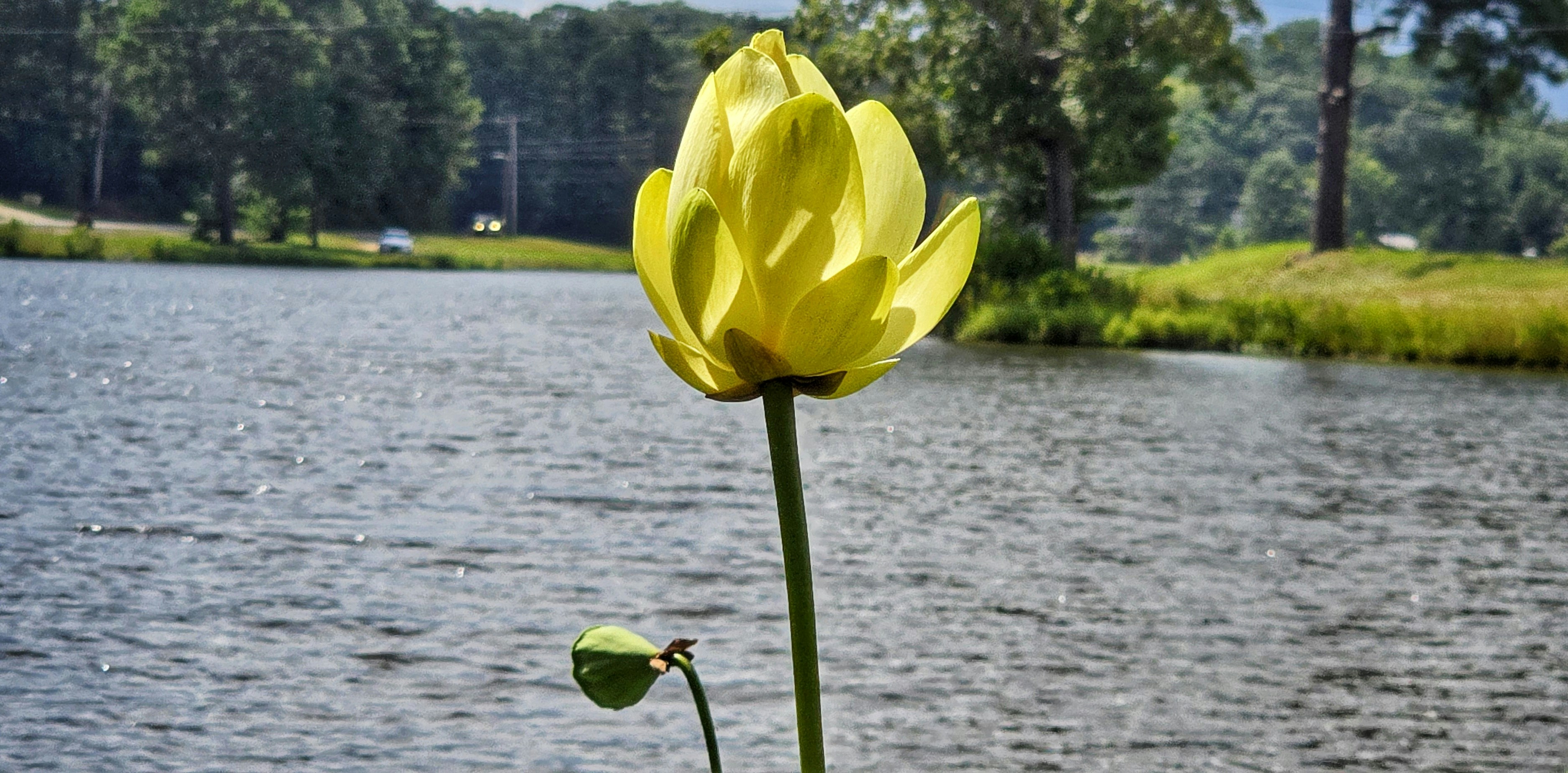 Golden Serenity: The Lotus Blooms