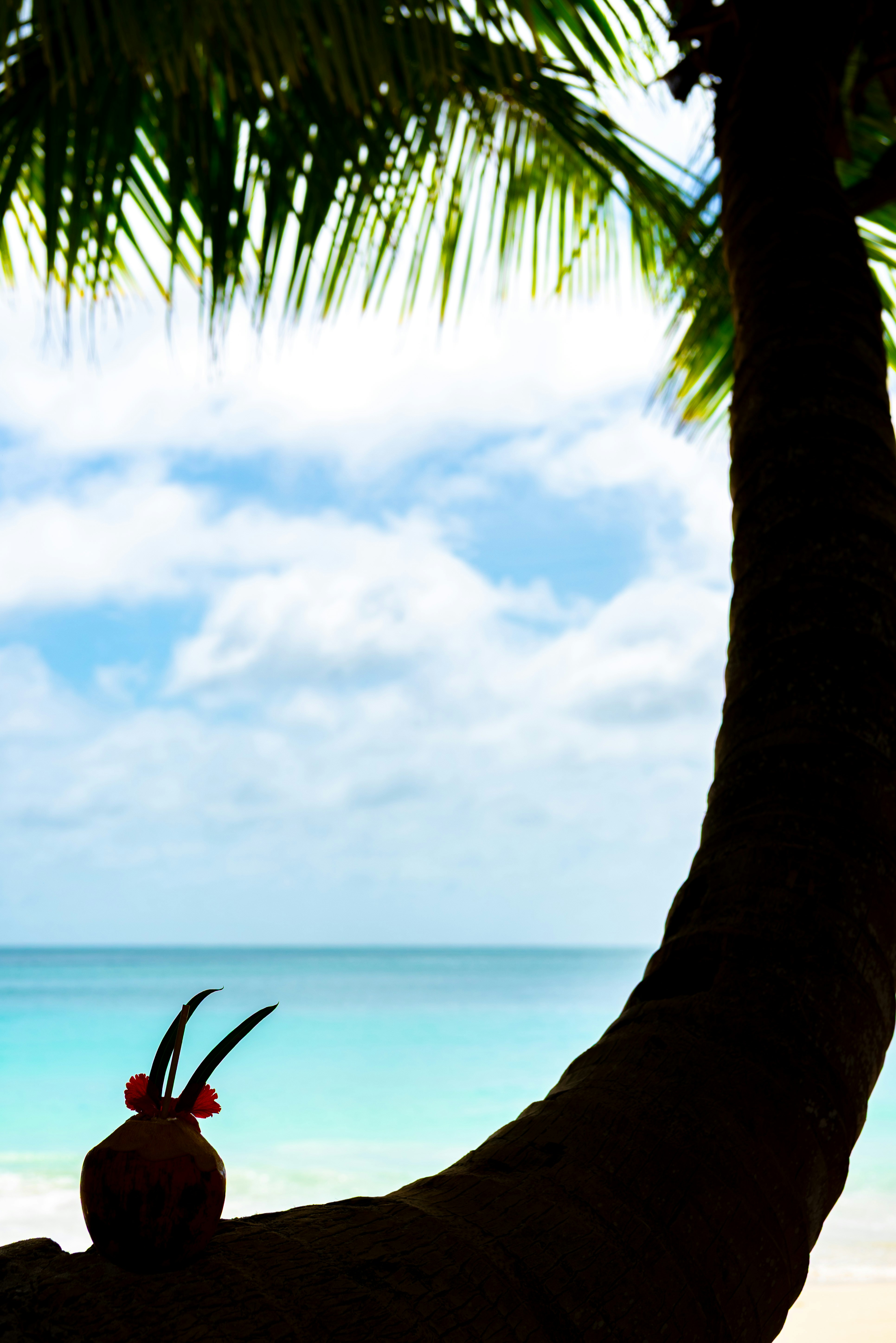 Palm tree silhouetted against ocean and sky.