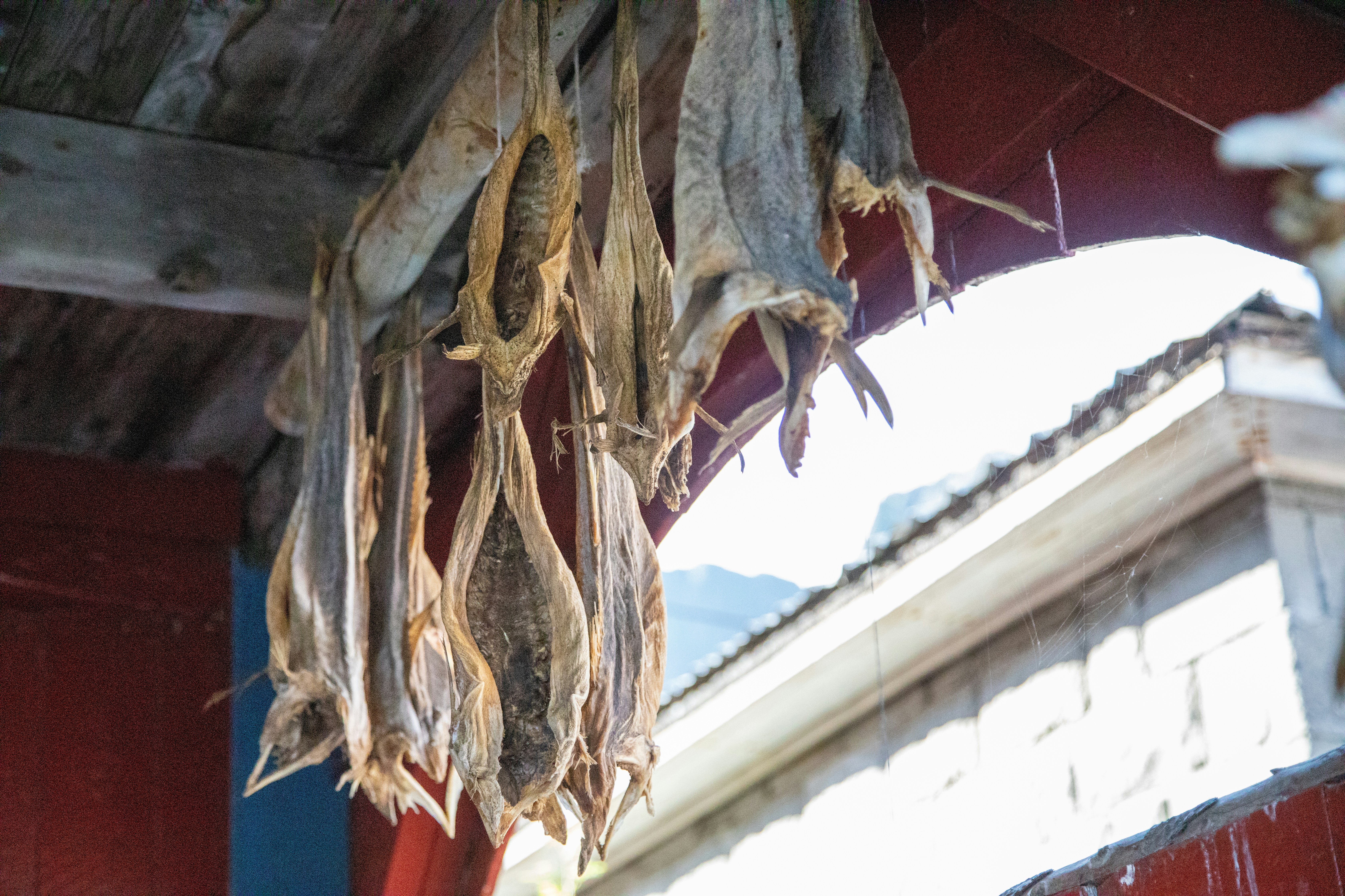 Dried fish pendant under a rustic eave