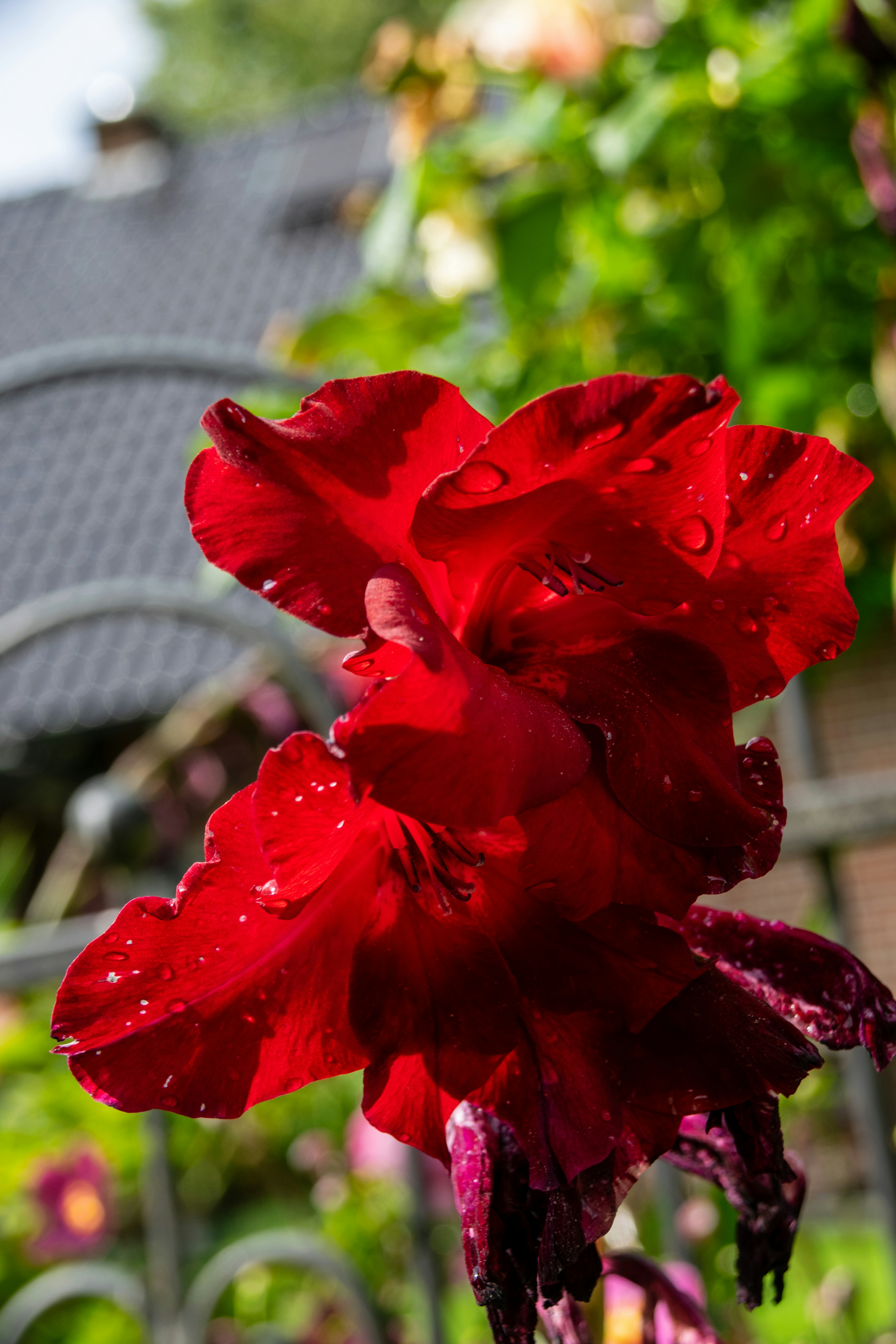 Crimson Elegance: A Floral Portrait