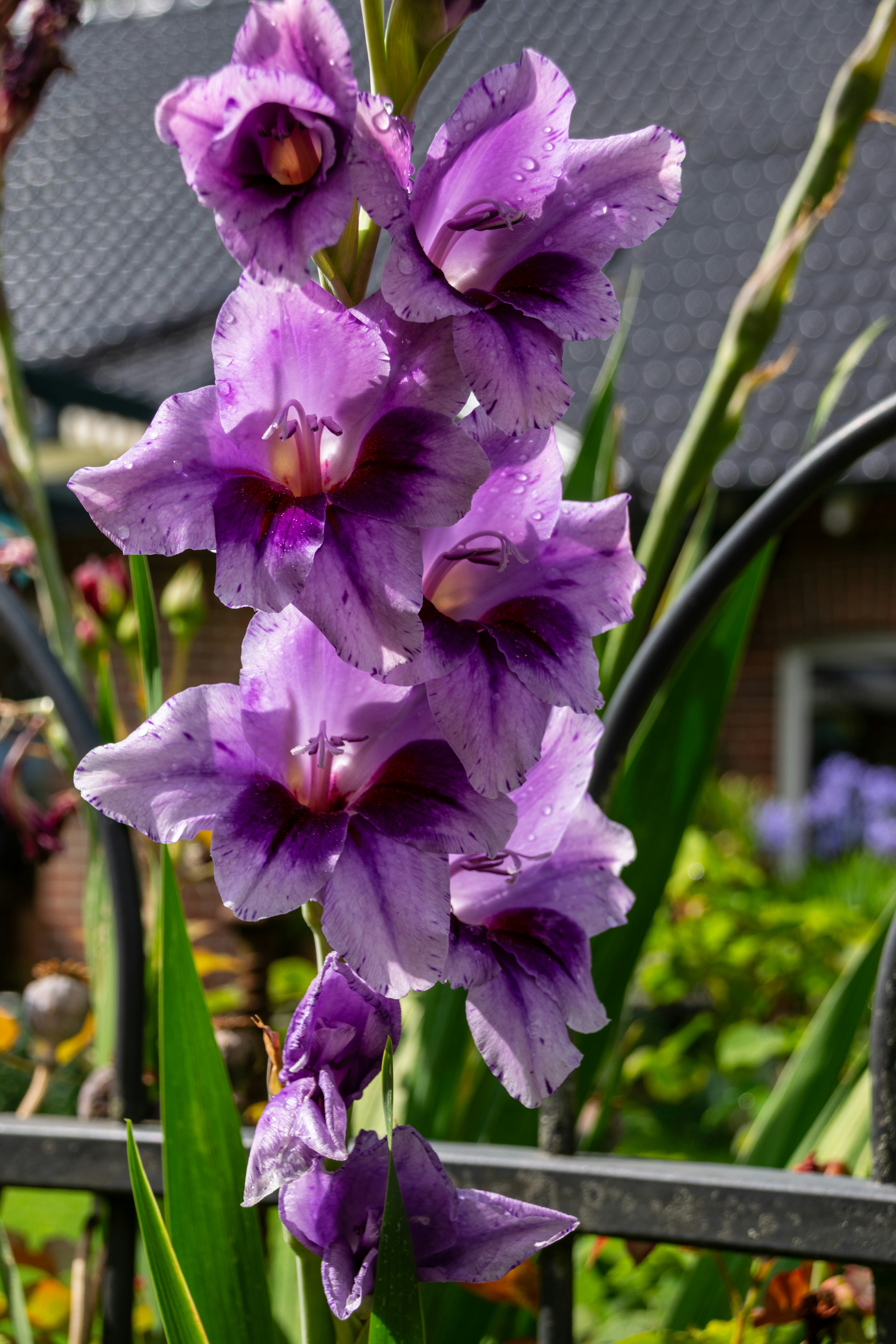 Nature's Elegance: The Violet Symphony