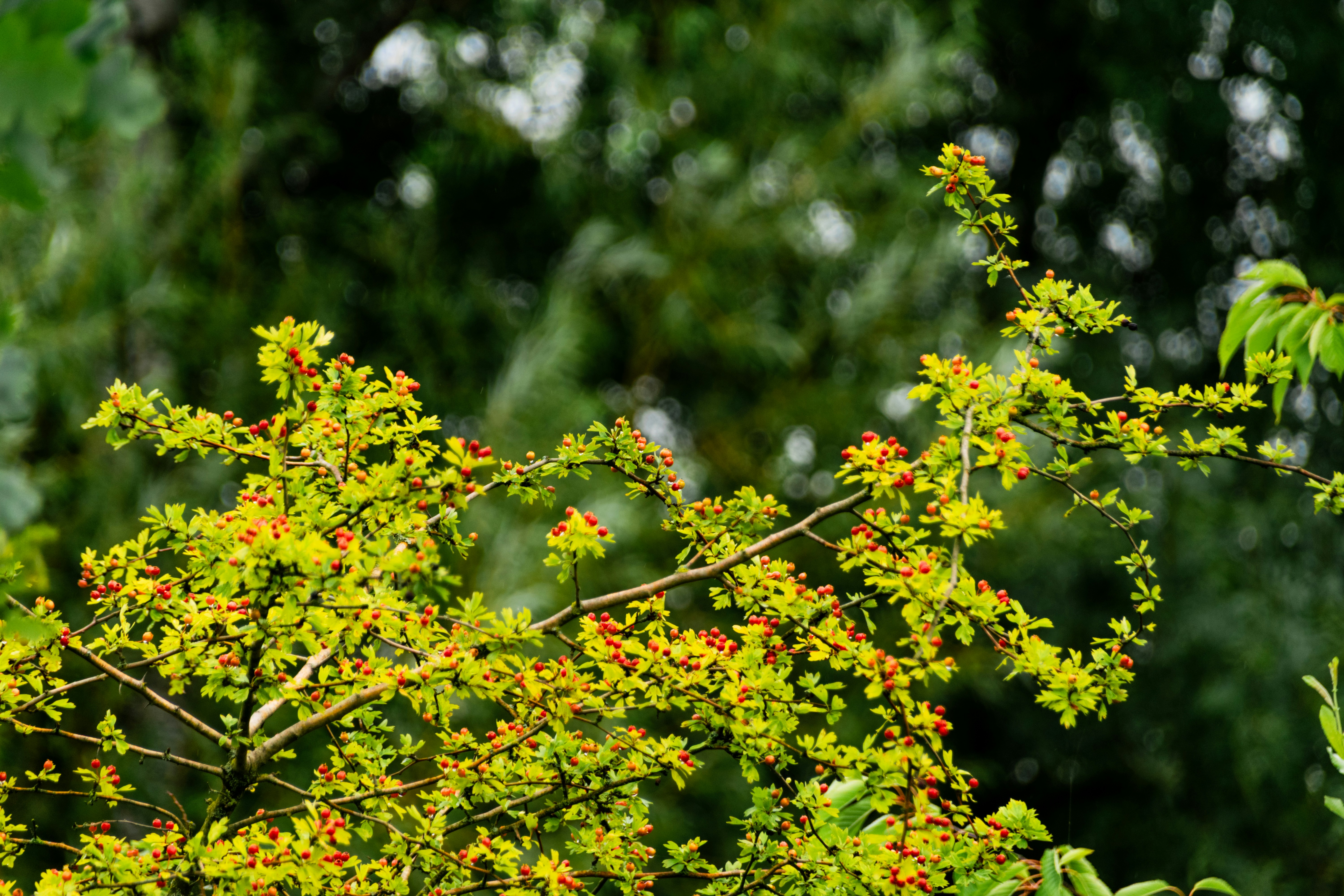 Colorful branches adorned with bright green leaves and clusters of red berries create a lively contrast against a blurred green backdrop.