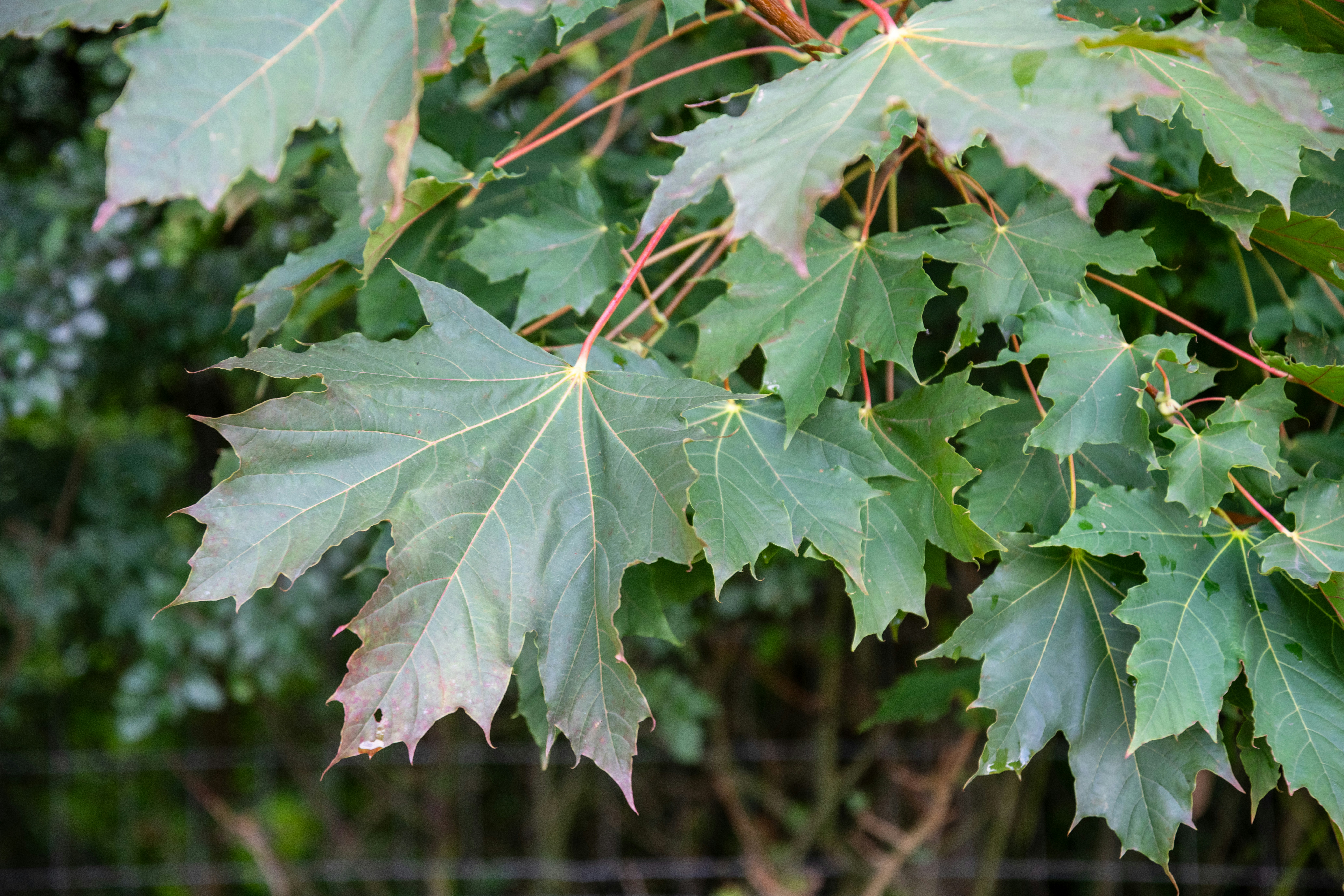 Nature's Palette: The Intricacies of Maple Leaves