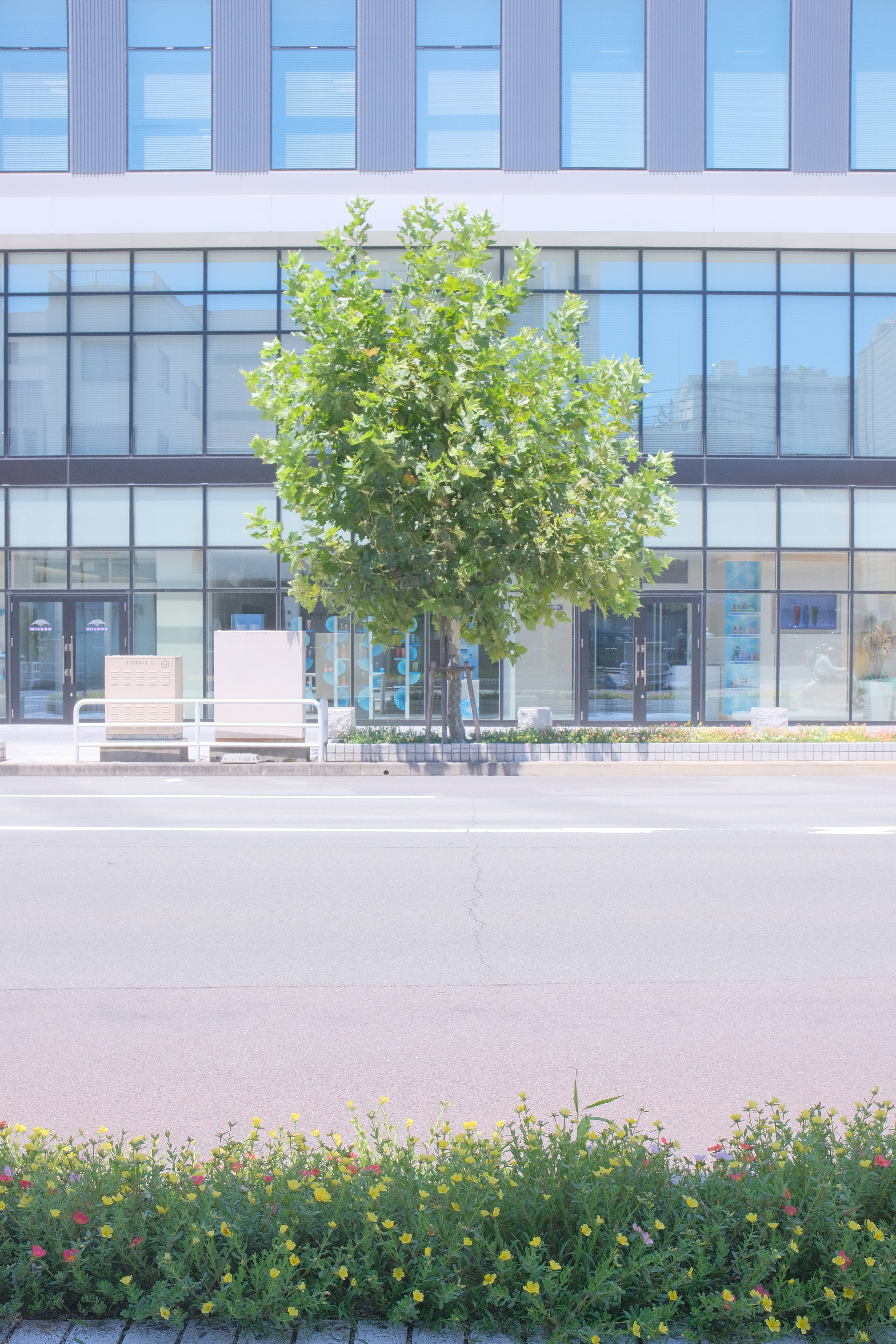 A tree stands against a modern glass building.