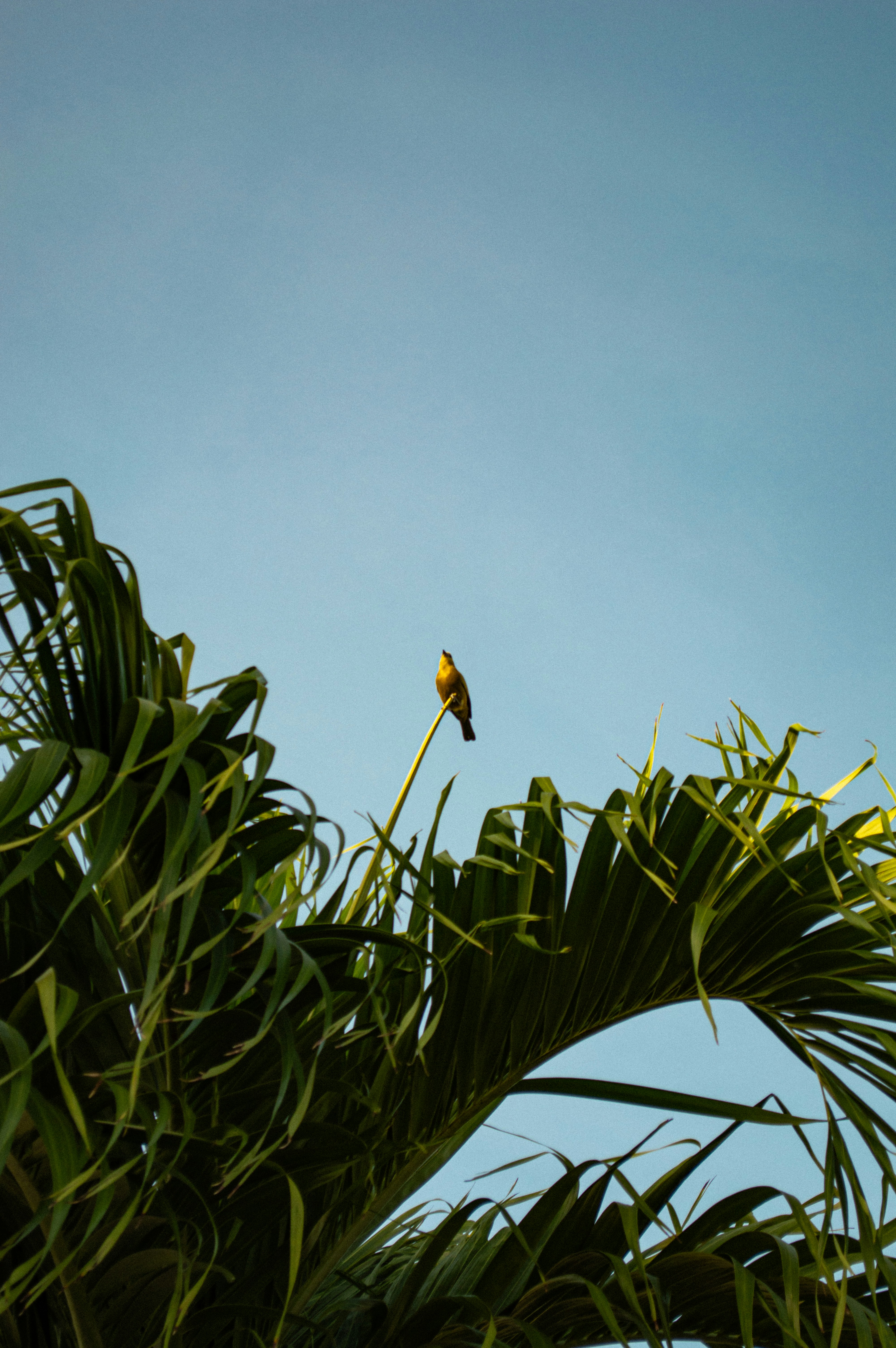 A Songbird's Serenade at Dusk