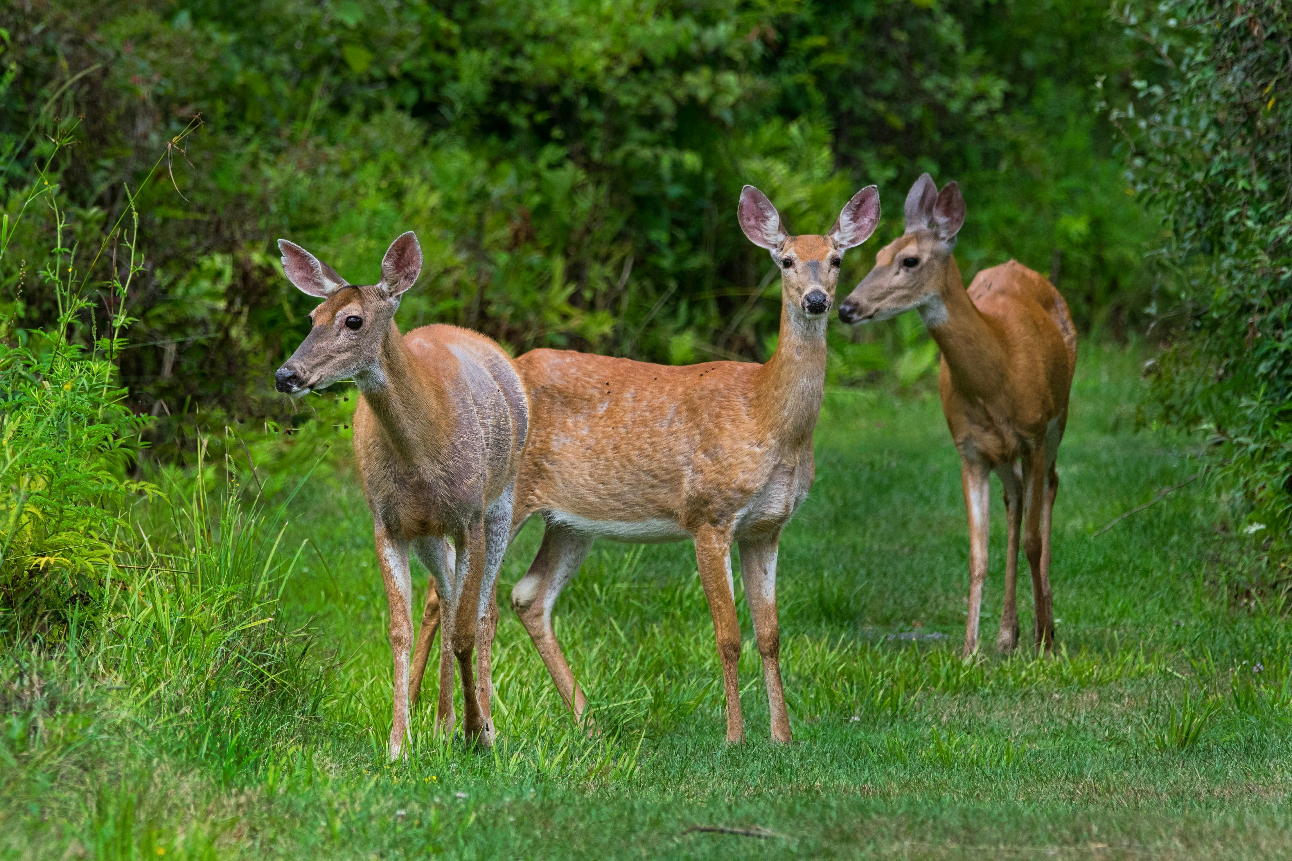 Whispers of the Forest: A Trio of Graceful Deer
