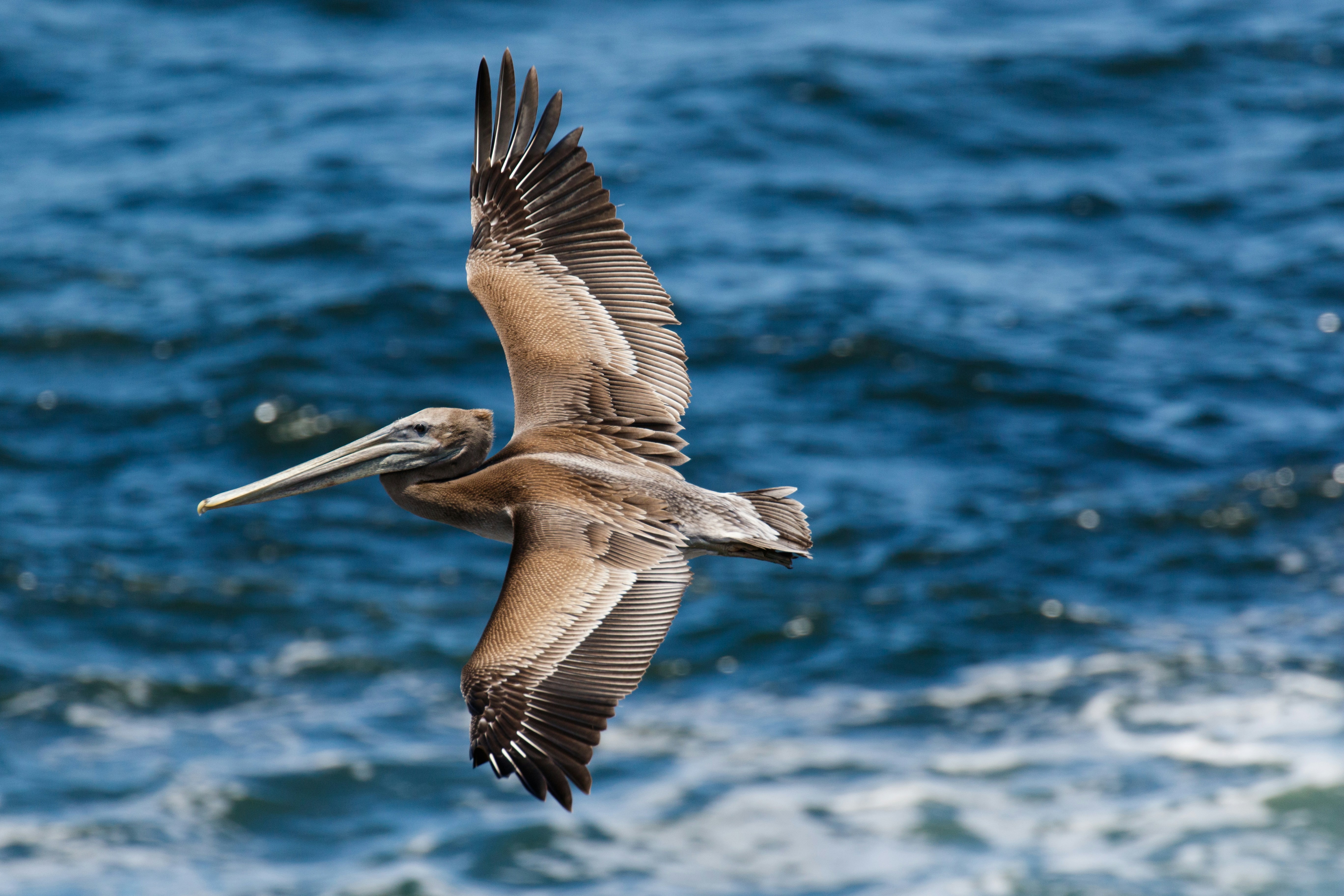 A pelican soars over the ocean's surface.