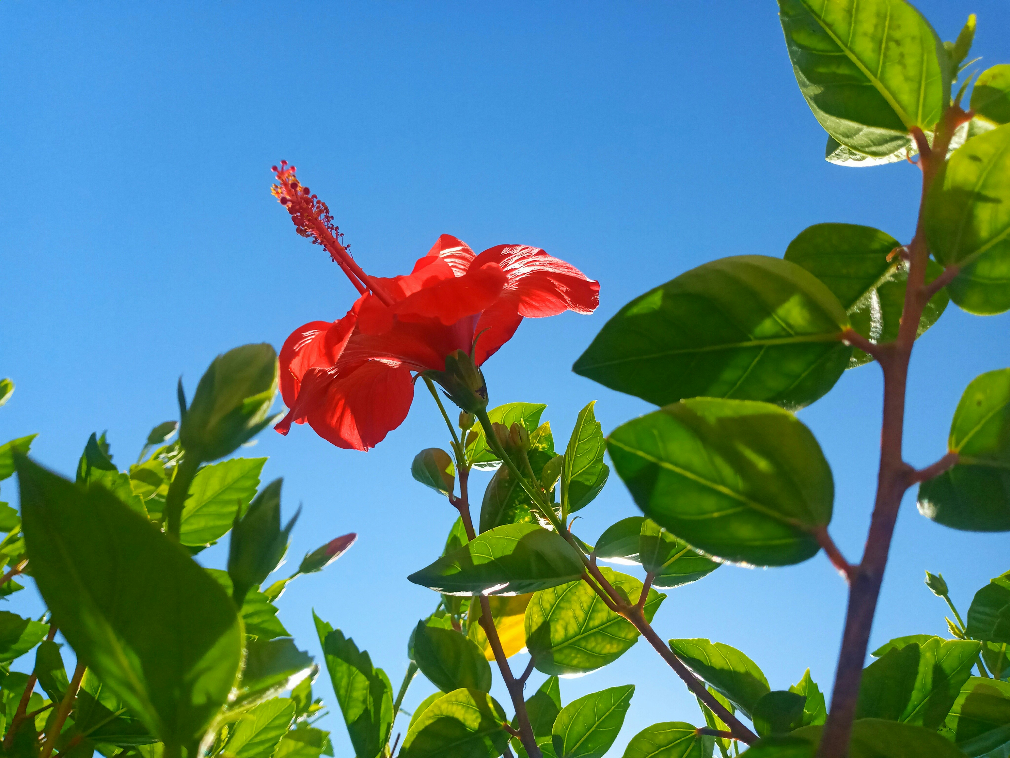 A red hibiscus flower blooms against a blue sky.