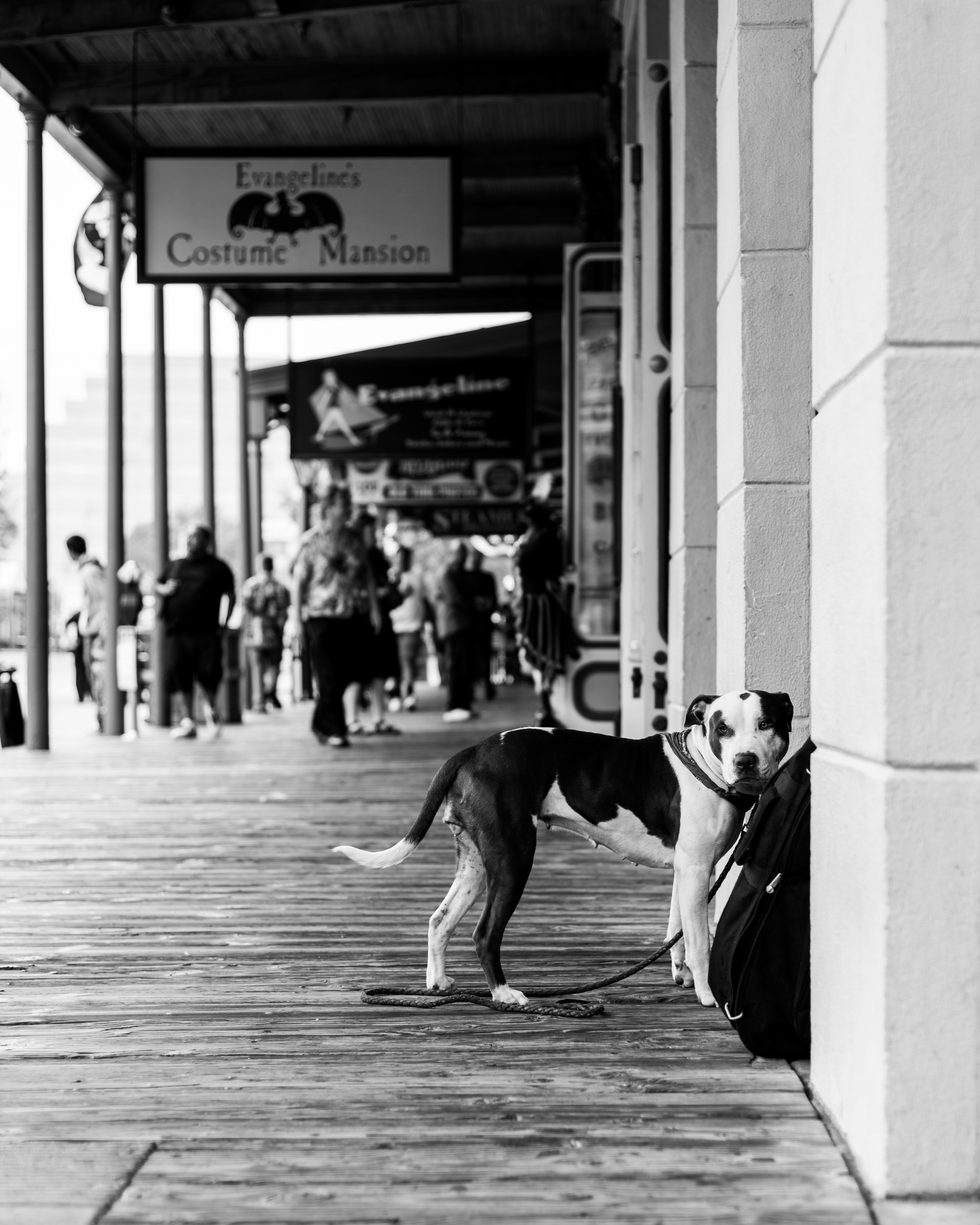 Dog waits patiently on a leash in a street.