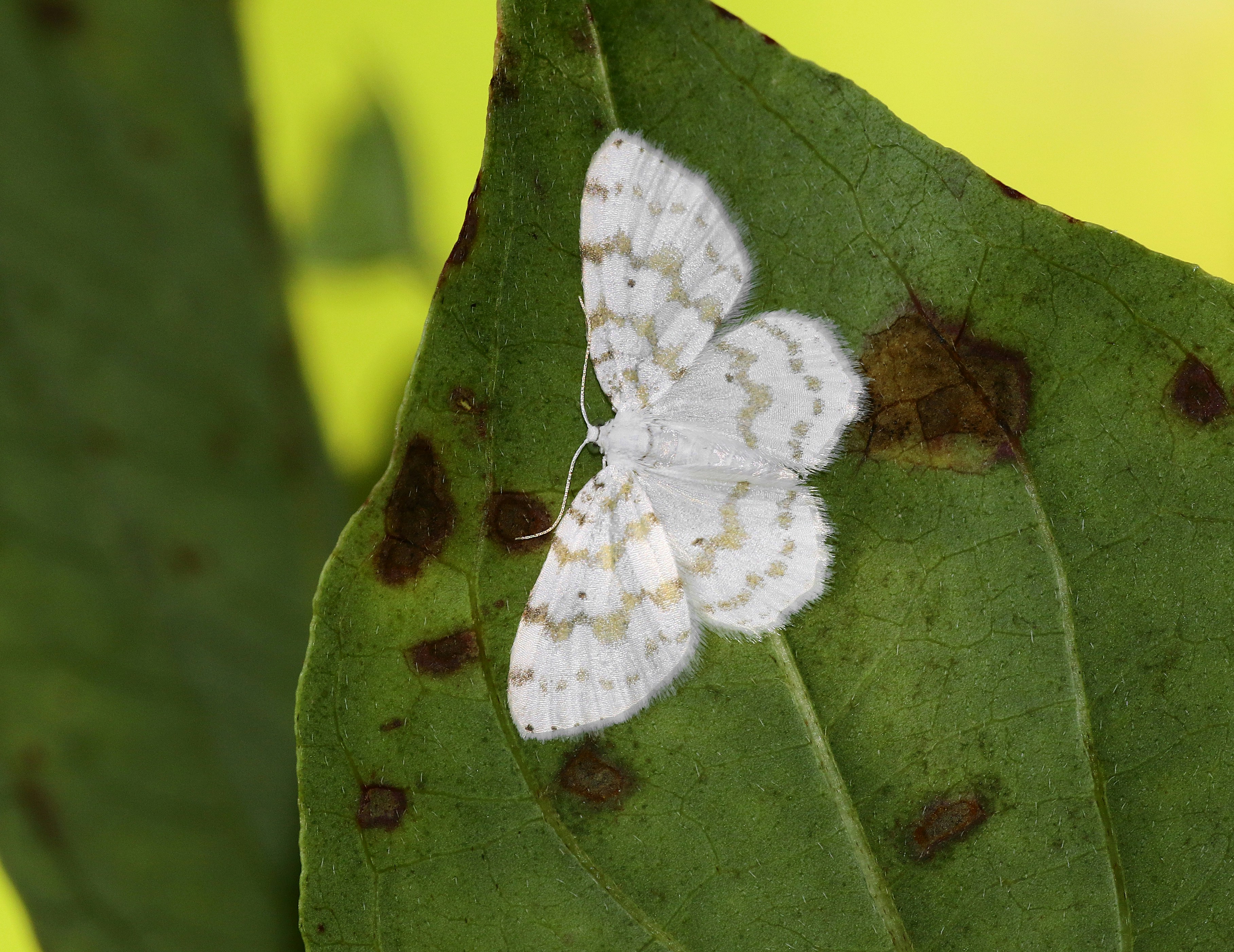 Verdant Stage: A White Moth with Pale Markings on a Sunlit Leaf