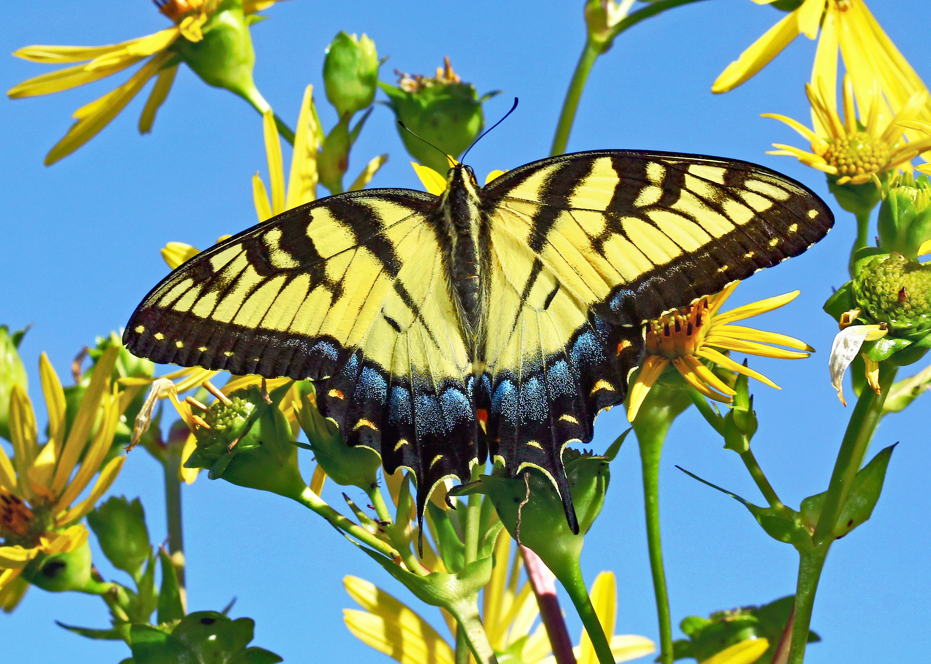 Nature's Kaleidoscope: The Butterfly's Dance