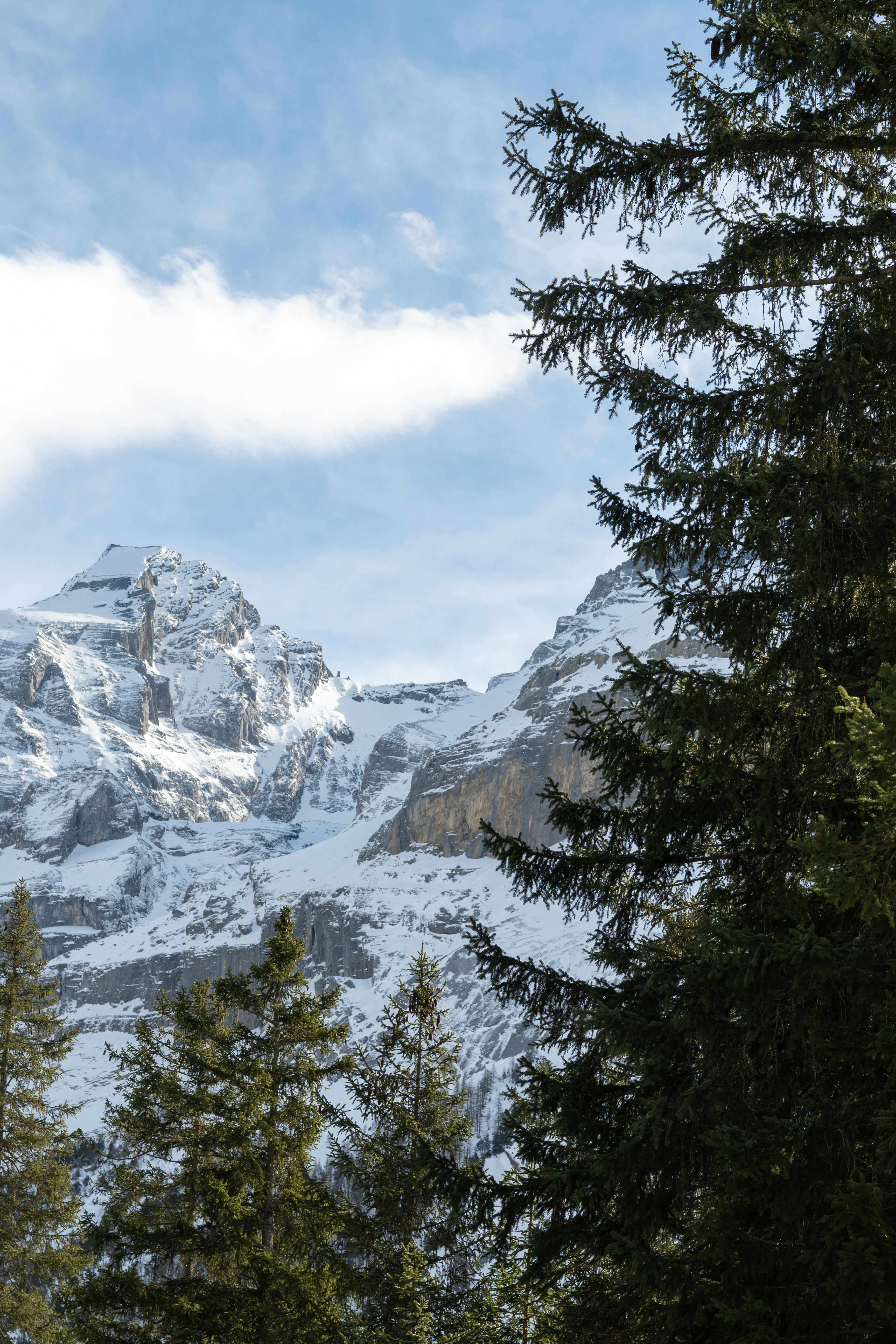 Snowy mountains are seen through evergreen trees.