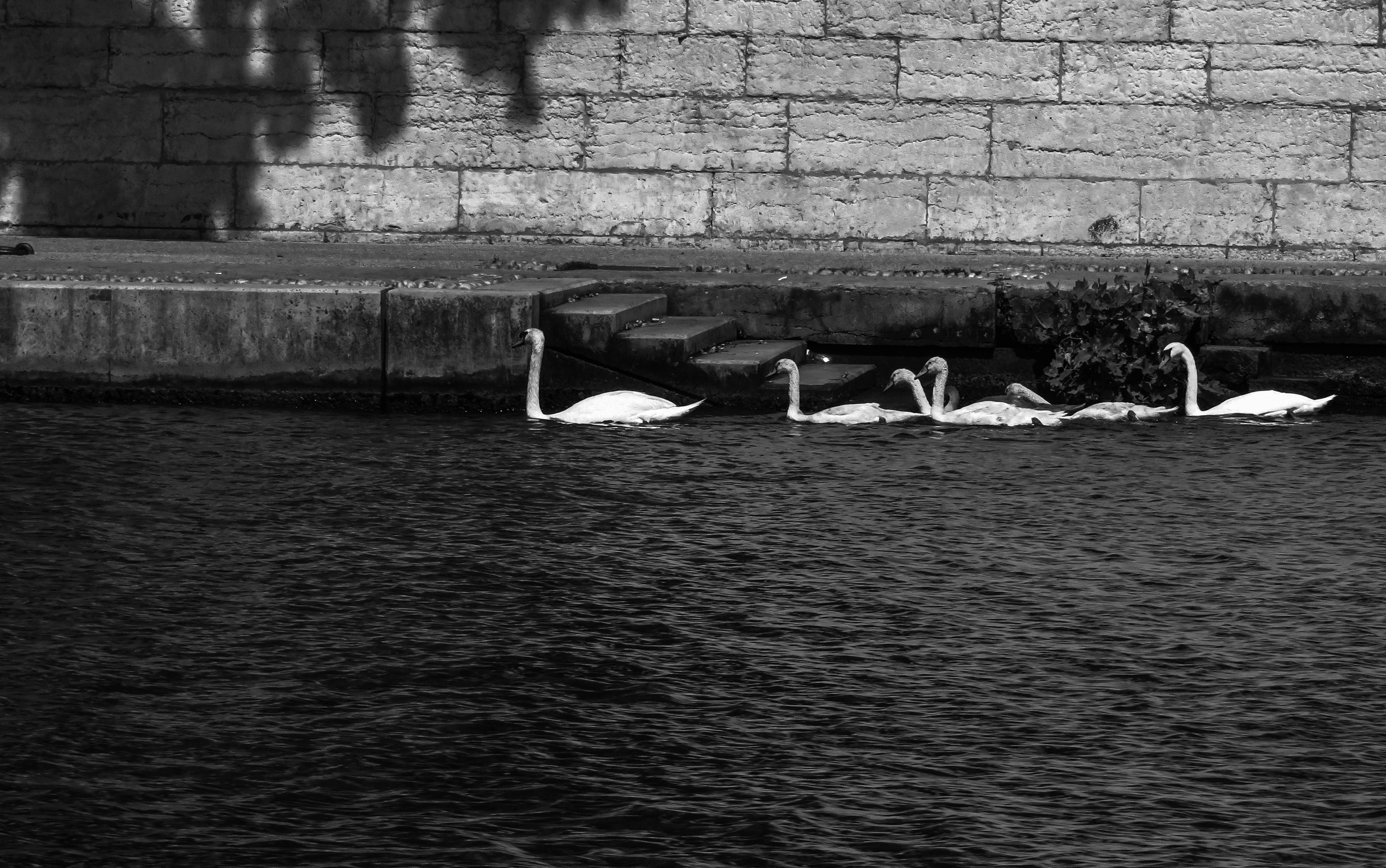 Five swans glide gracefully across a calm waterway, framed by a textured stone wall and dappled shadows. The scene captures a moment of tranquility and natural beauty.