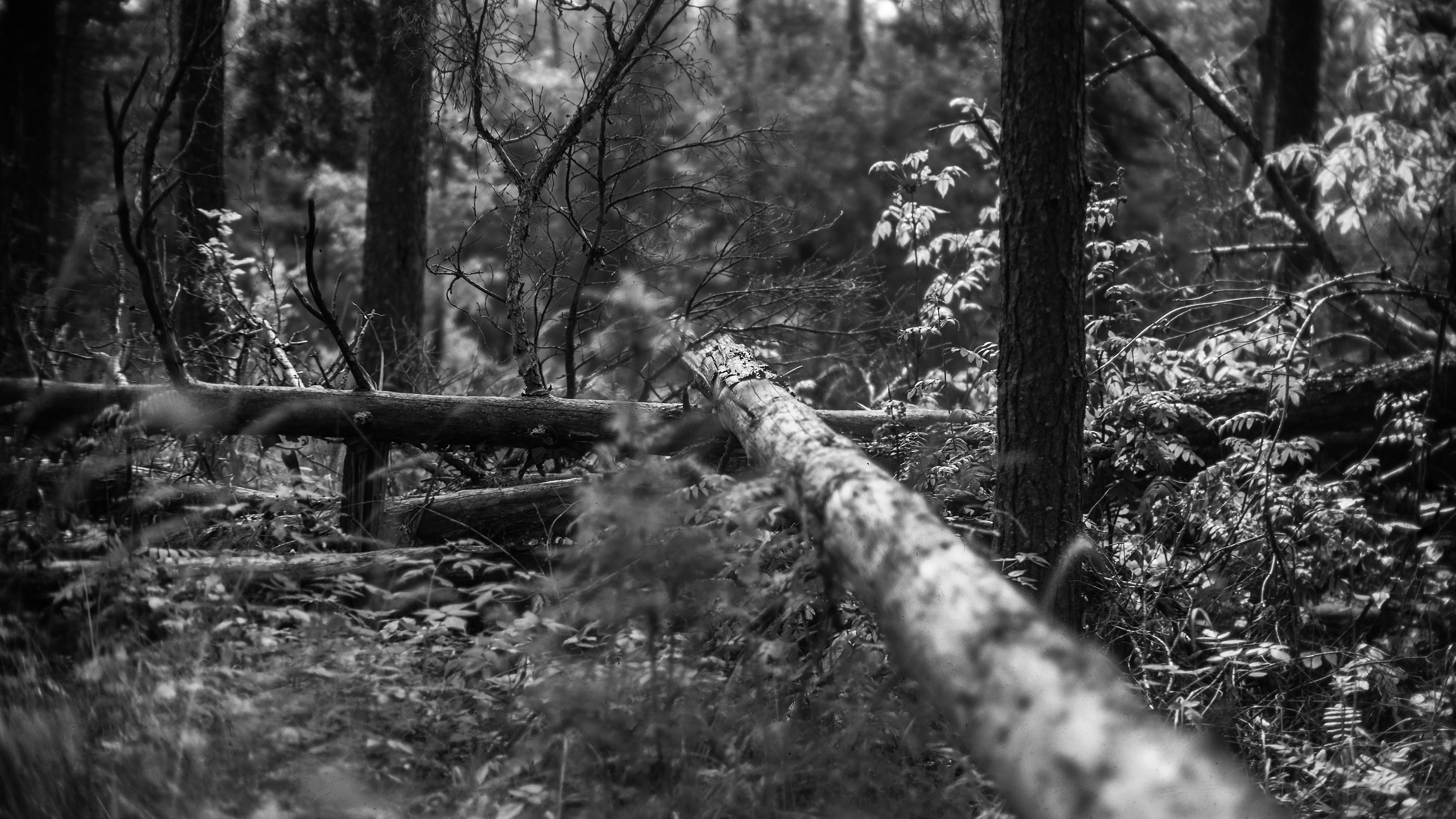 A fallen log stretches across a lush forest floor, surrounded by dense foliage and towering trees. The monochrome tones enhance the serene atmosphere.