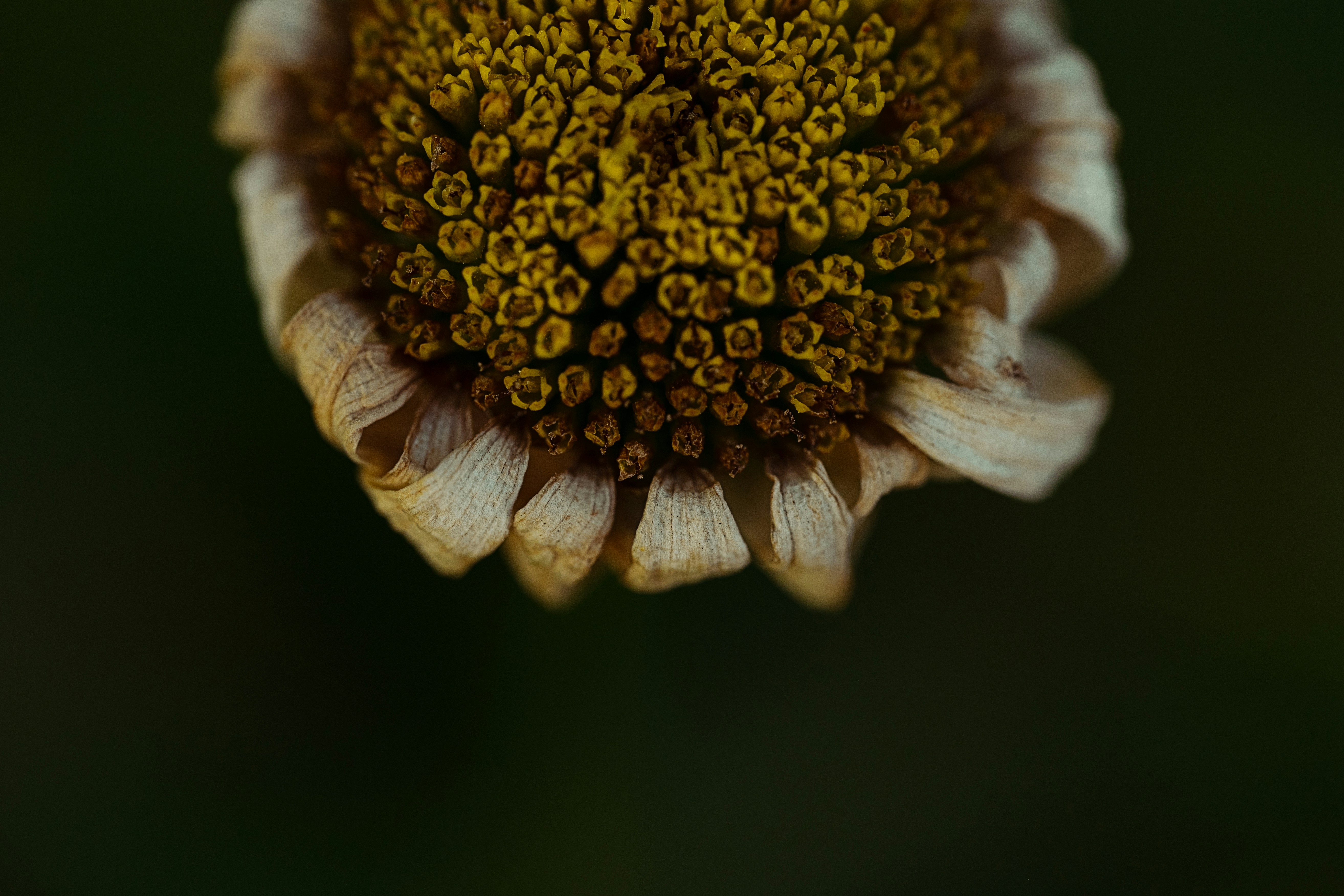 Wilted daisy shows its detailed center.