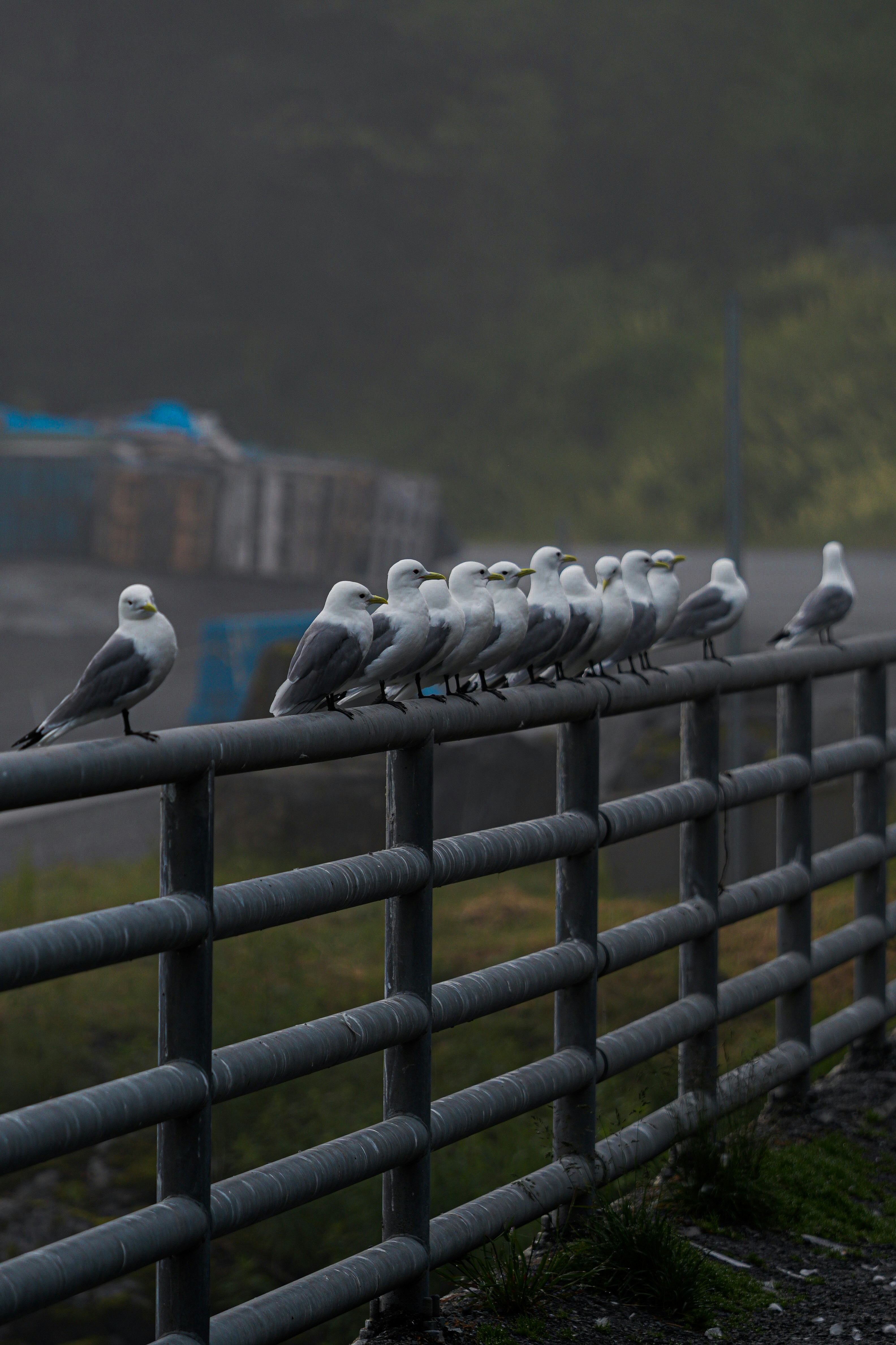 Row of Seagulls on a Weathered Rail at a Quiet Harbor
