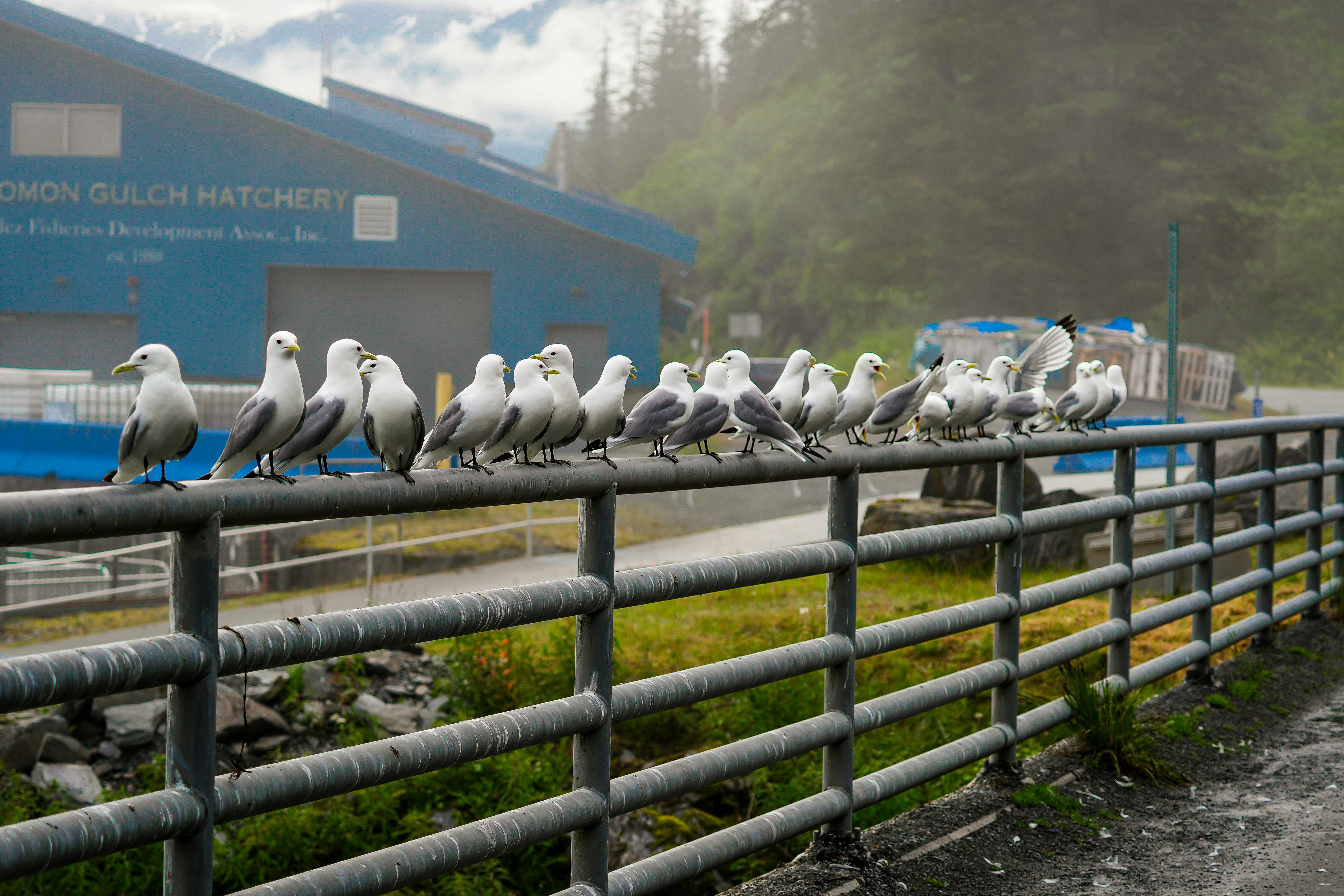 Line of Seabirds on a Rail in Fog-Kissed Harbor