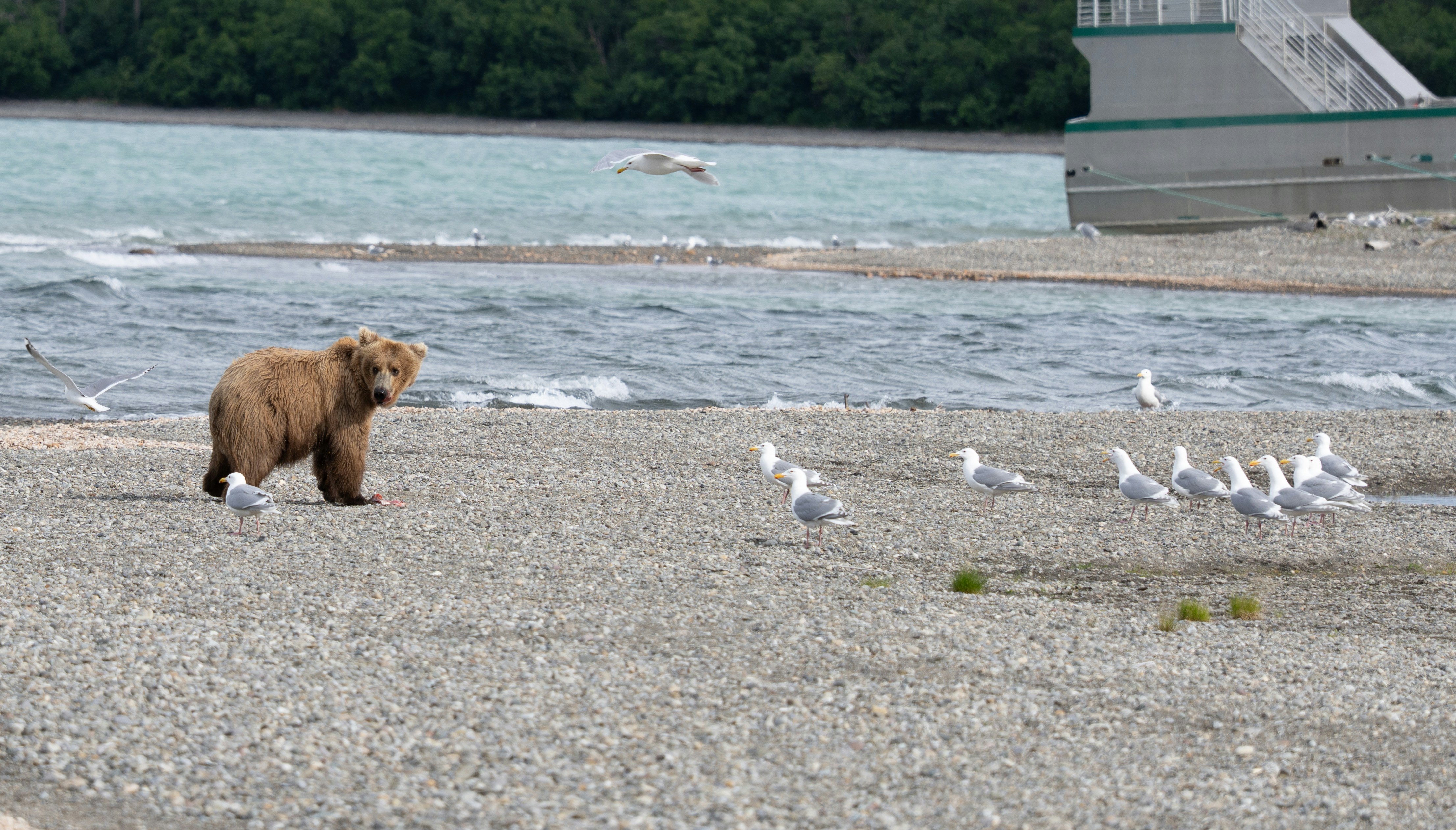 Grizzly on a Pebble Beach Surrounded by Seagulls