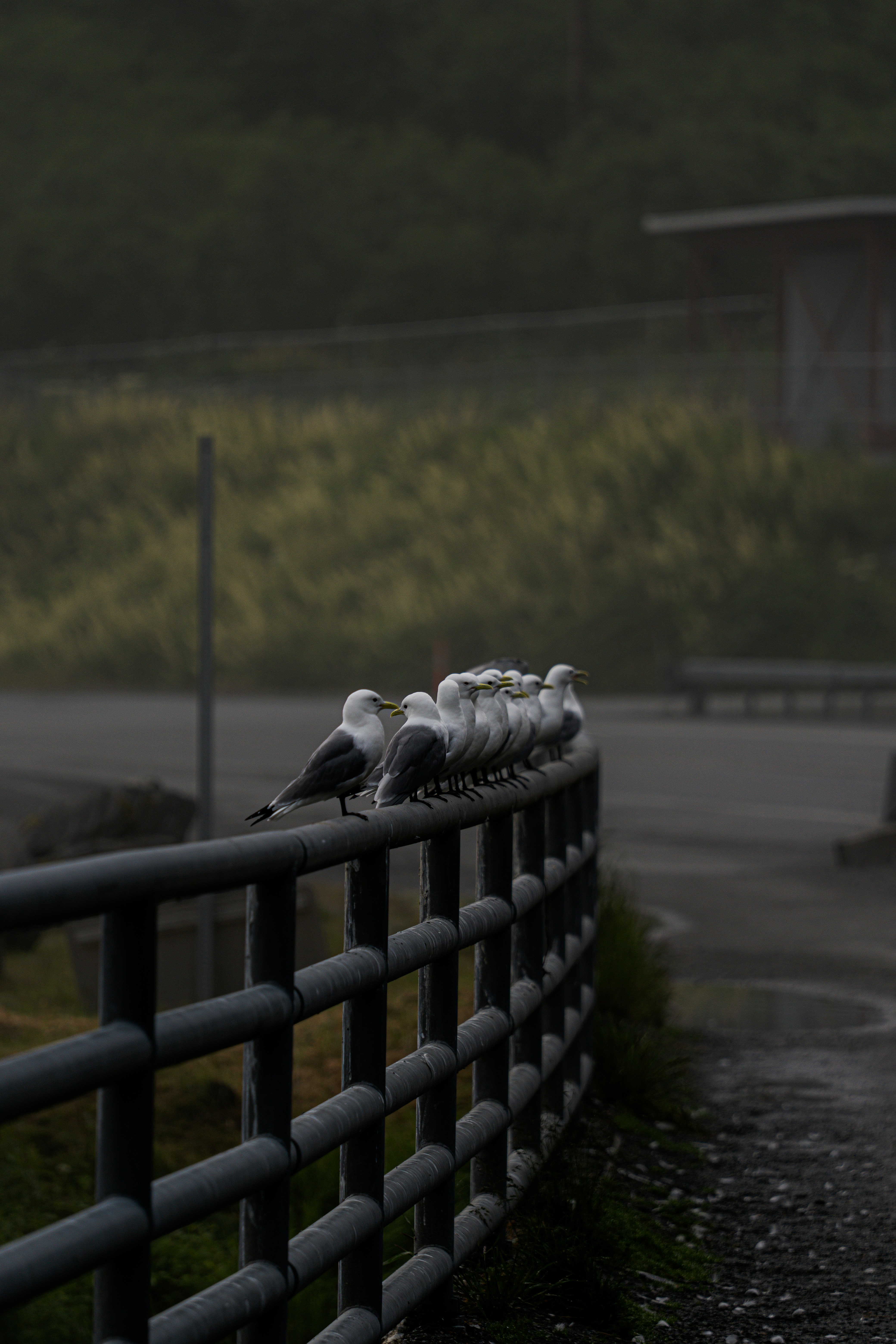 Harmony on the Railing: A Gathering of Seabirds