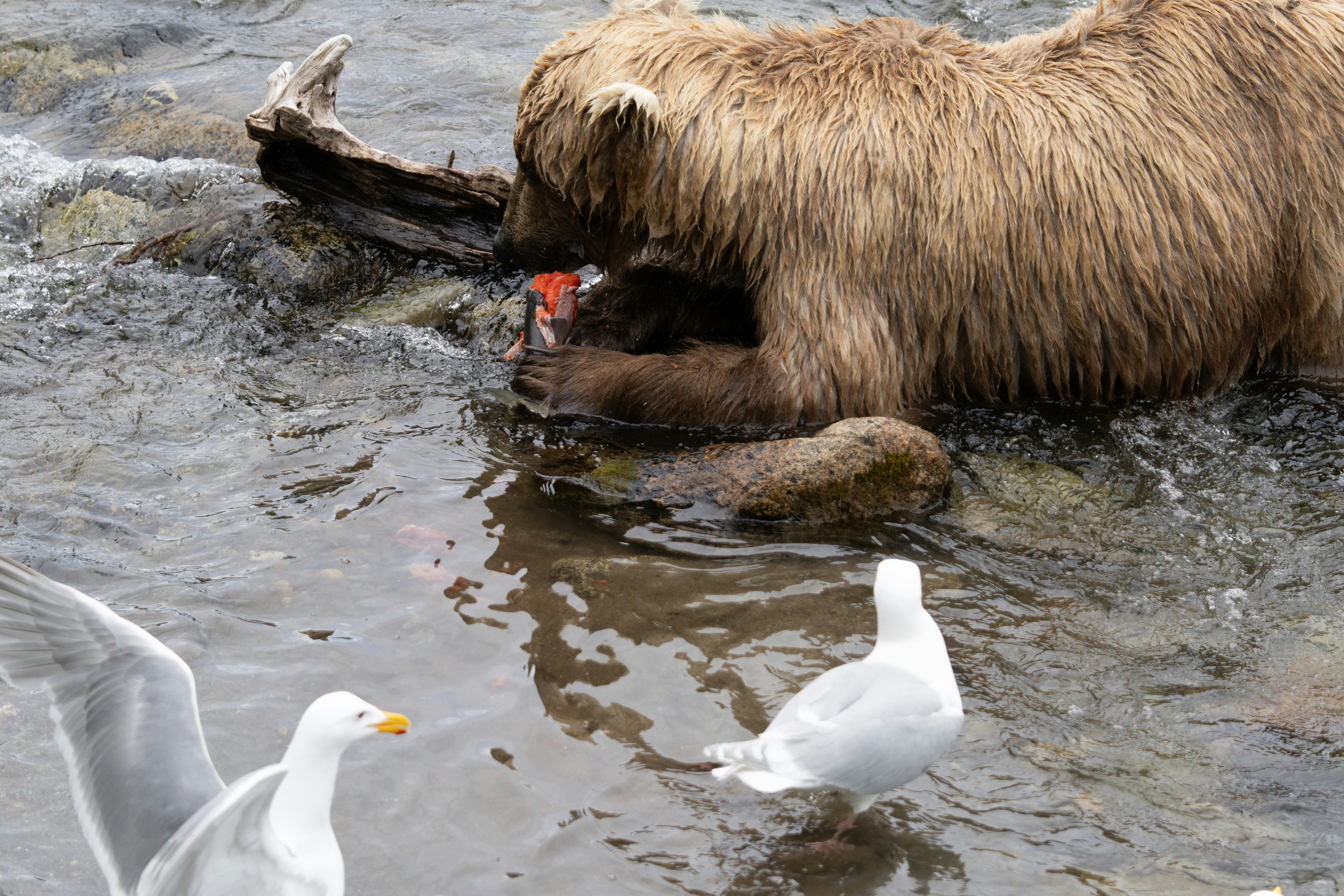 Salmon Feast: The Bear's Bounty