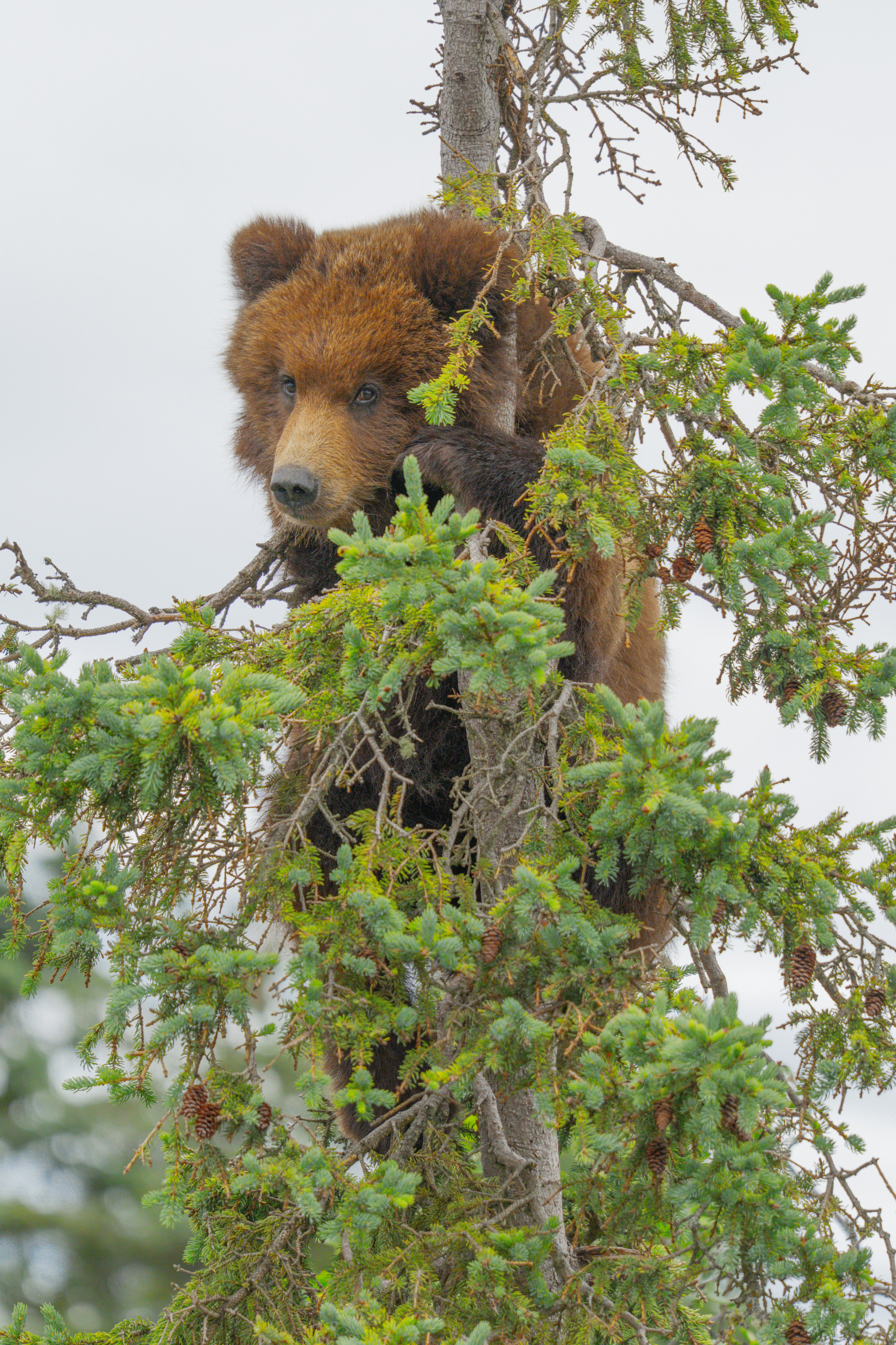 Photo by Frank Jing with Sony Alpha 7C R