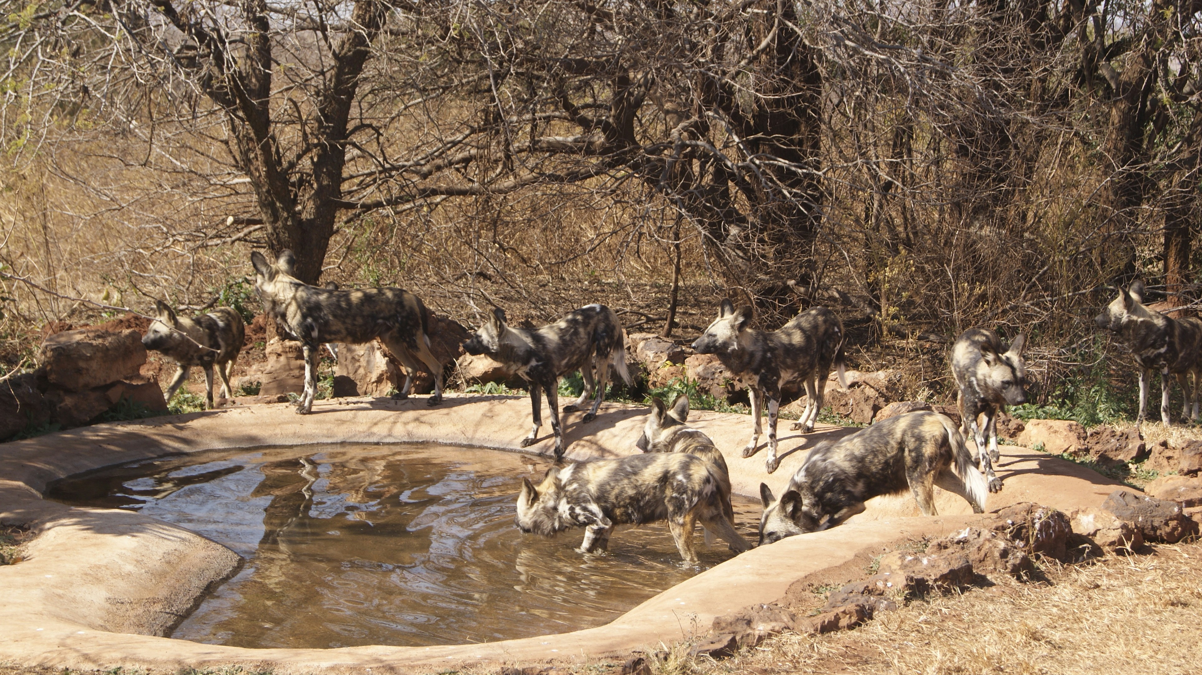 Wild dogs are drinking from a watering hole.