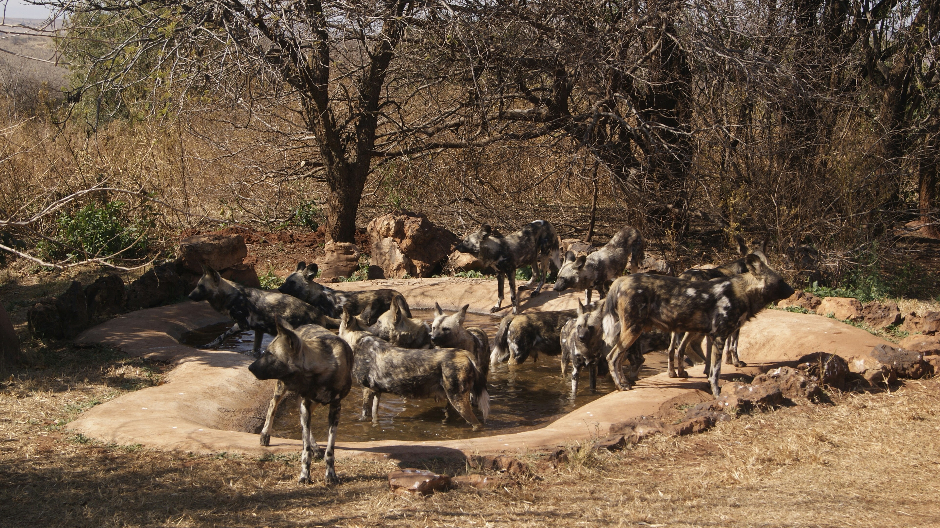 A pack of african wild dogs gathers near water.