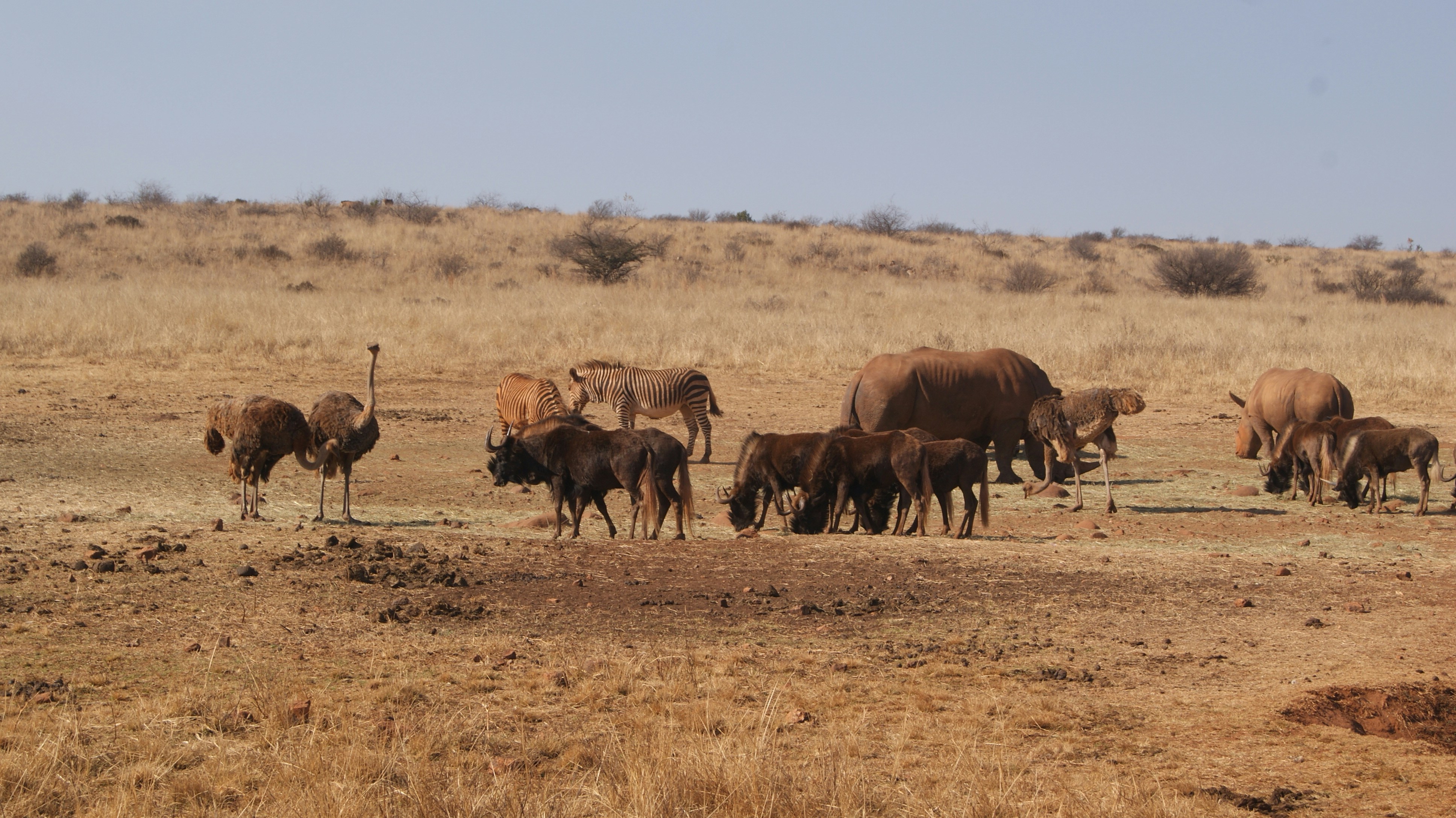 A diverse group of wildlife, including wildebeests, zebras, ostriches, and elephants, congregates in a sunlit savannah landscape.