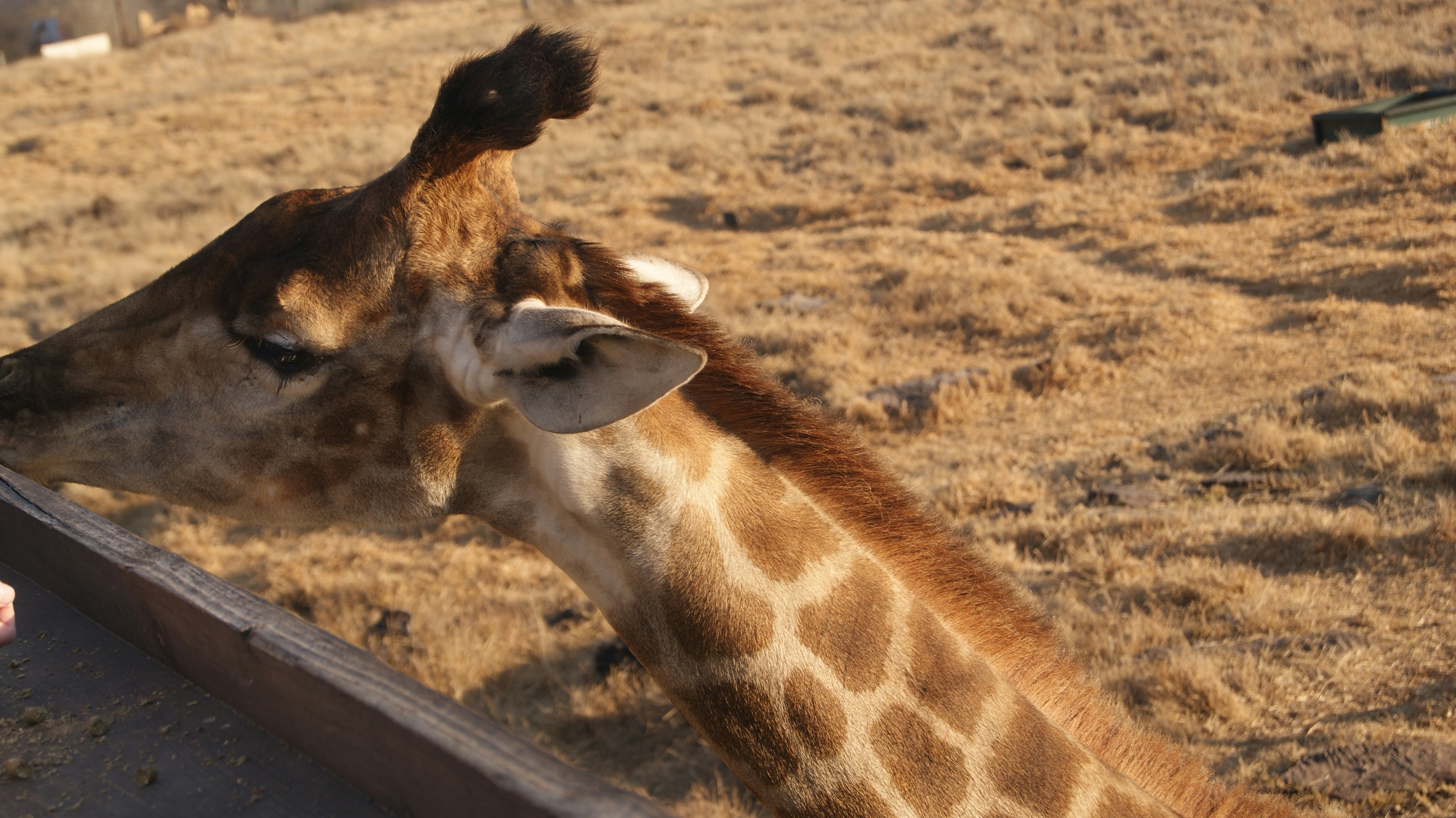 Giraffe in Golden Light Stepping Toward the Fenceline