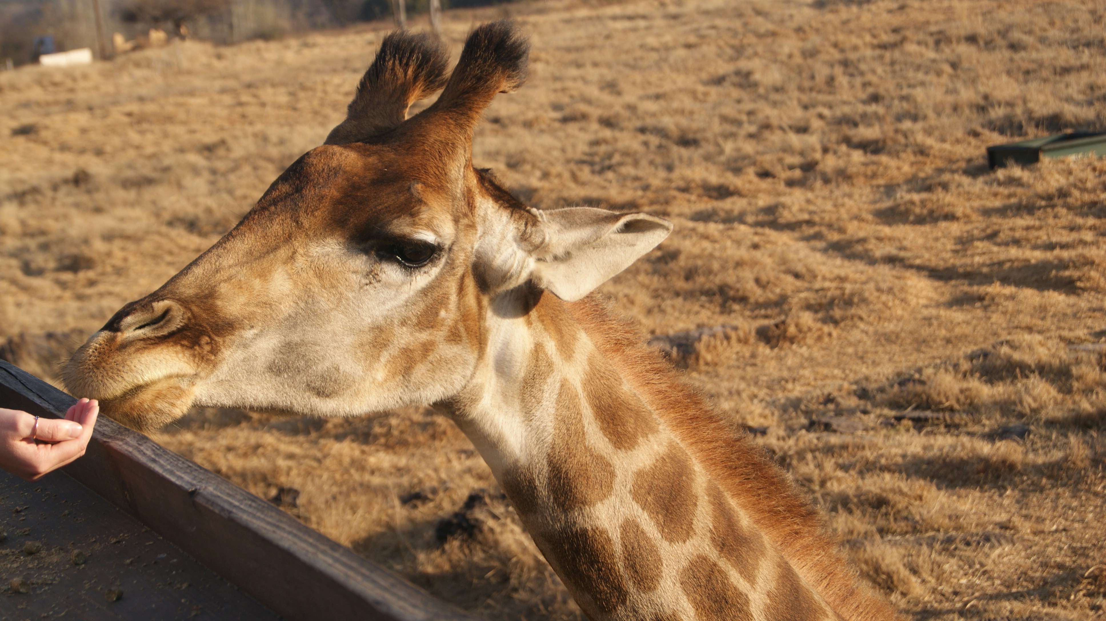 Giraffe’s Gentle Reach: Treats Through the Fence