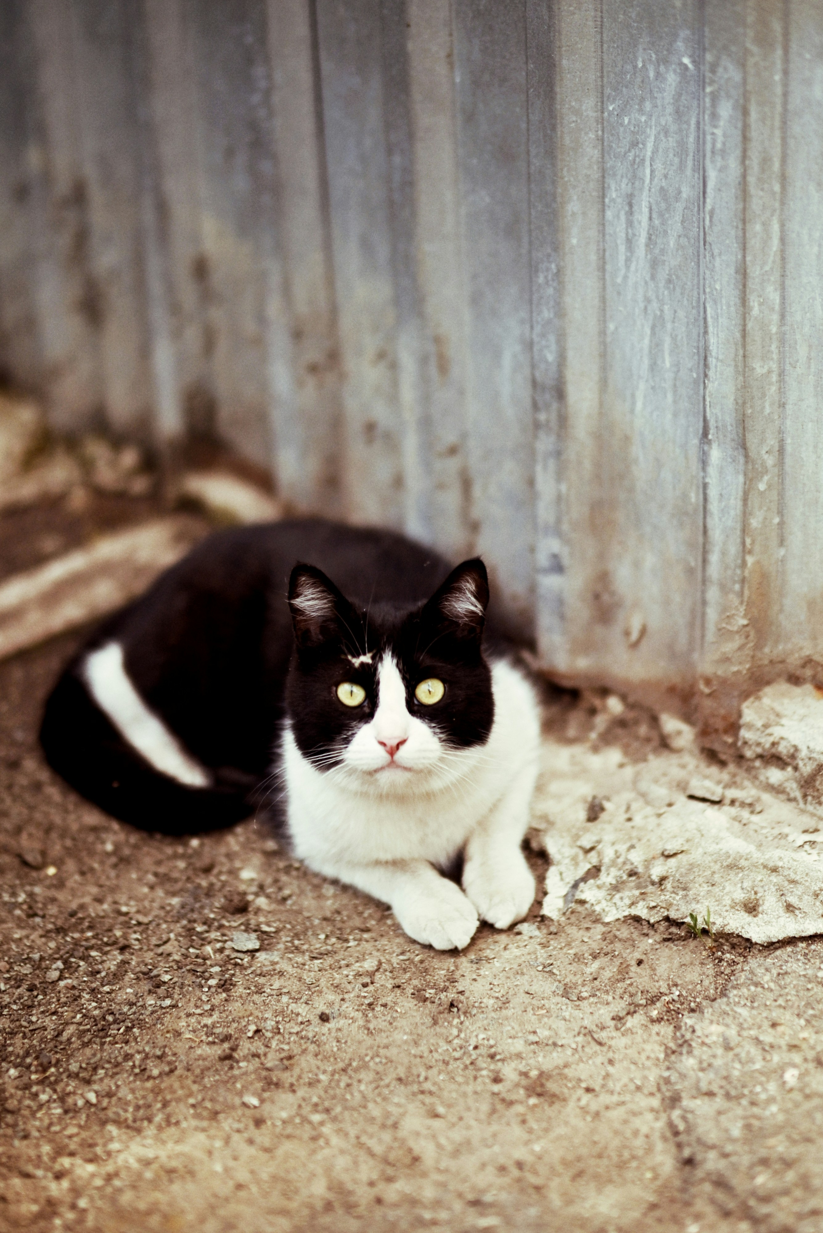 Whiskered Watcher: A Feline's Vigil
