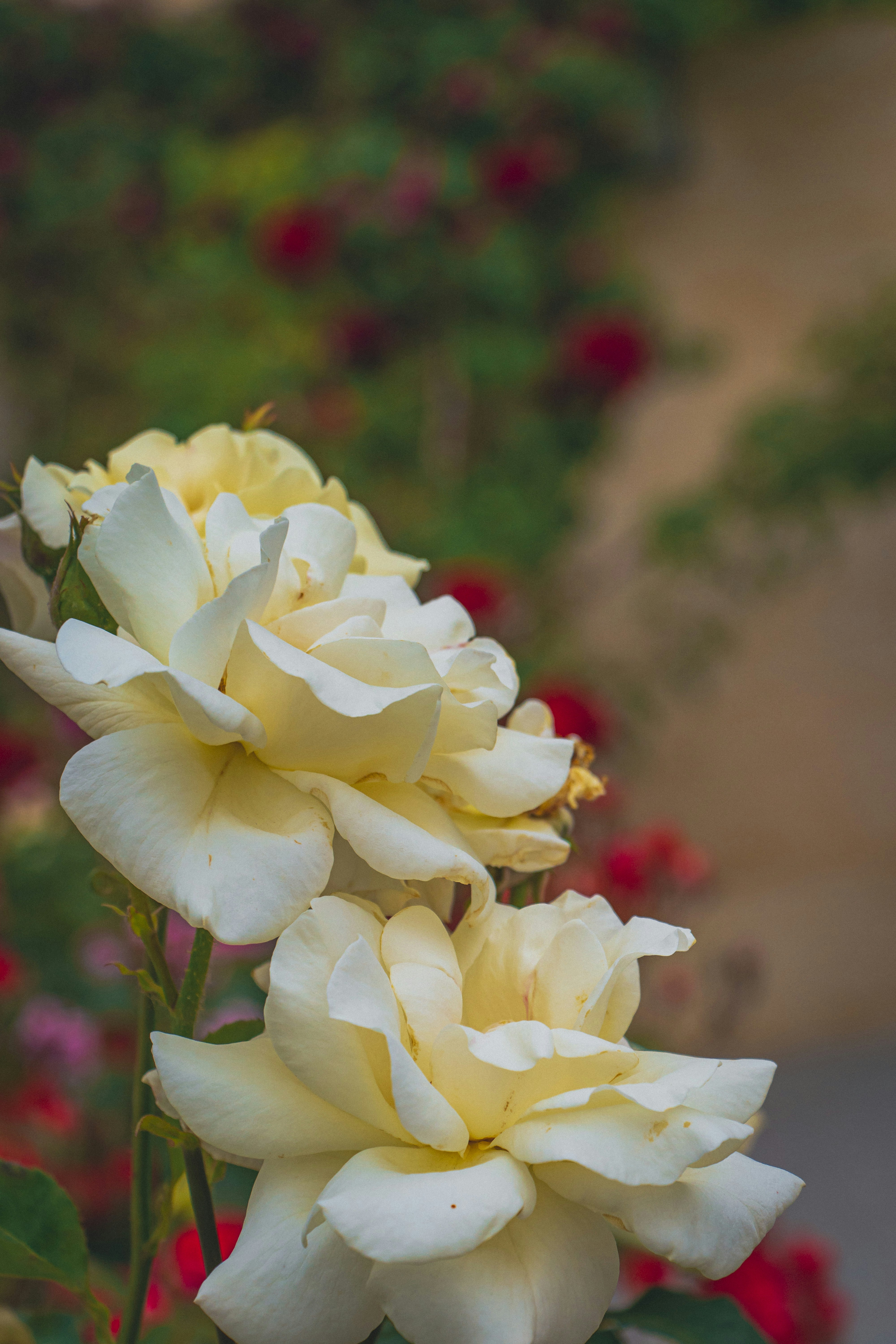 Whispers of Elegance: The White Rose Trio