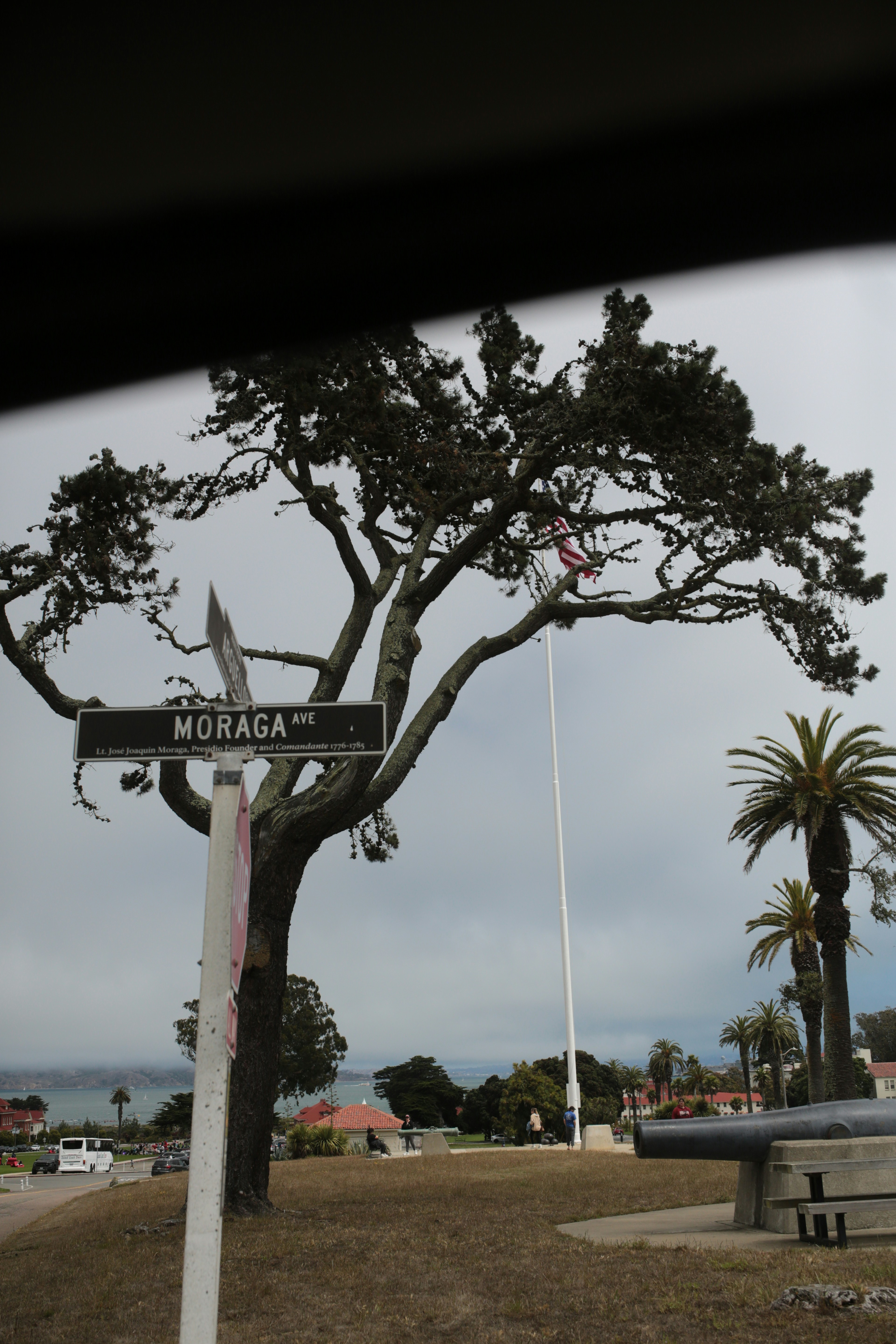A street sign for Moraga Avenue stands prominently beside a large tree, with palm trees and a distant view of the ocean in the background.