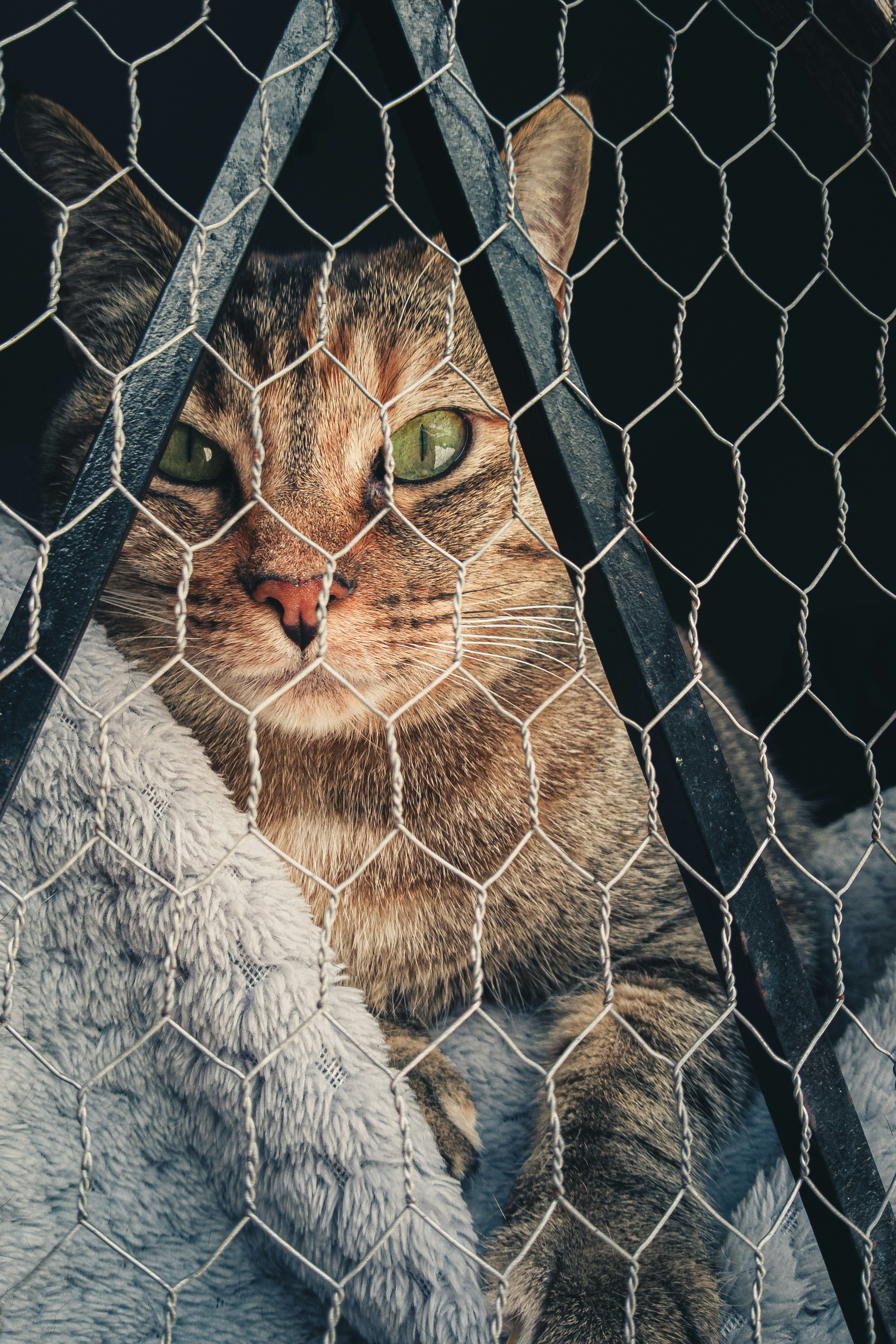 A tabby cat gazes through a hexagonal wire mesh, its striking green eyes visible against the dark background. The cat rests on a soft blanket, adding warmth to the scene.