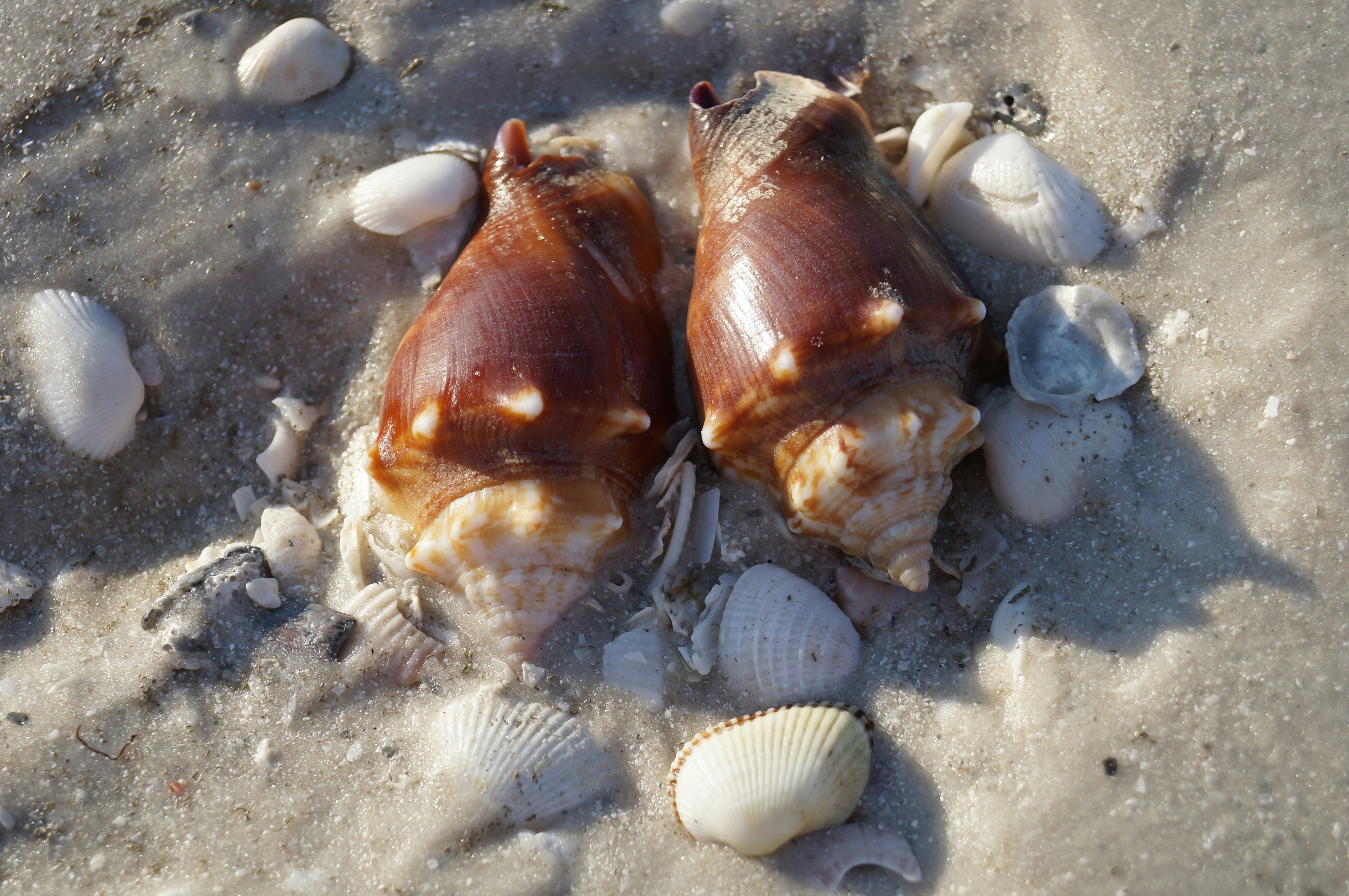 Harmony of the Shore: A Shell Collector's Dream