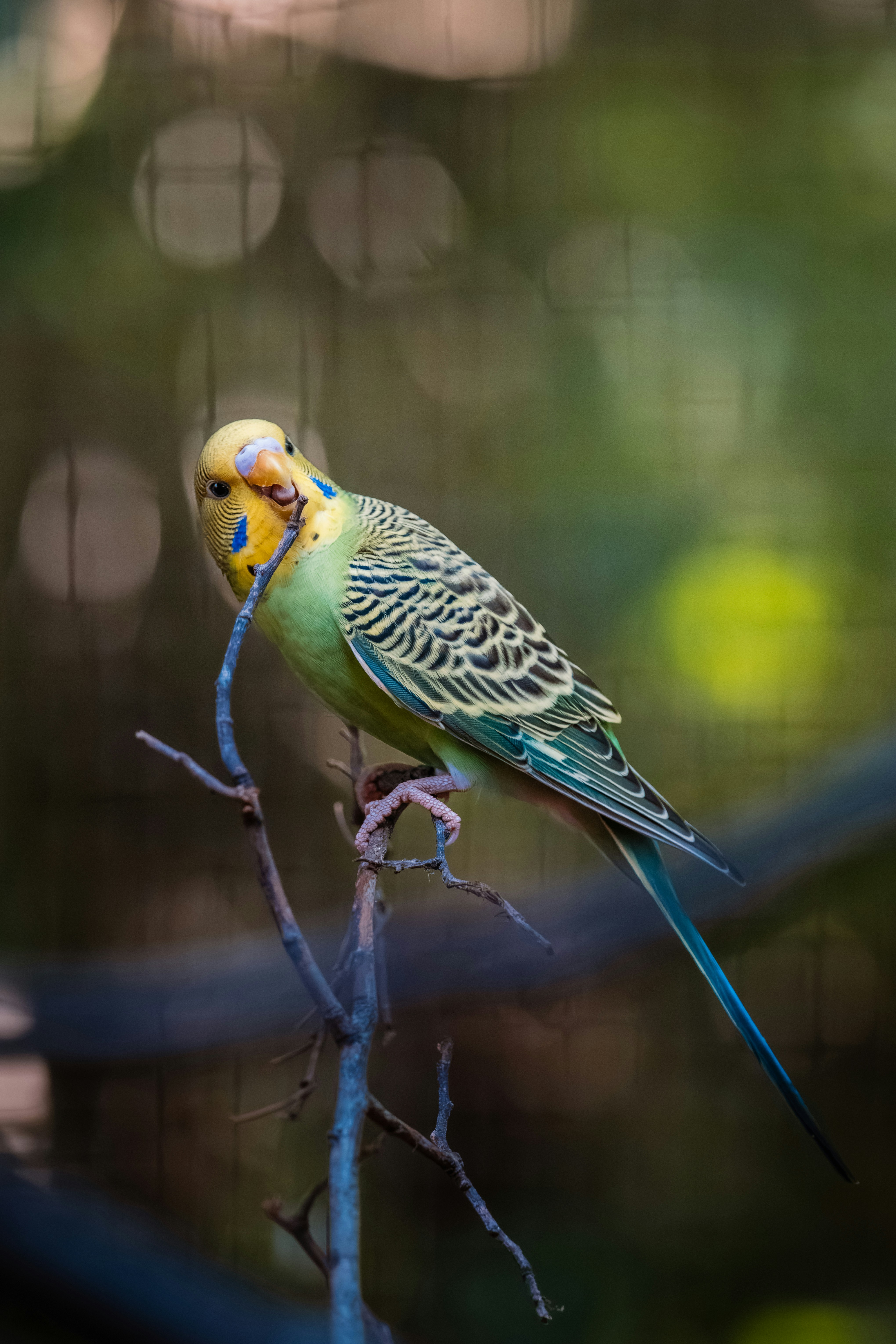 Whimsical Budgerigar in a Lush Habitat