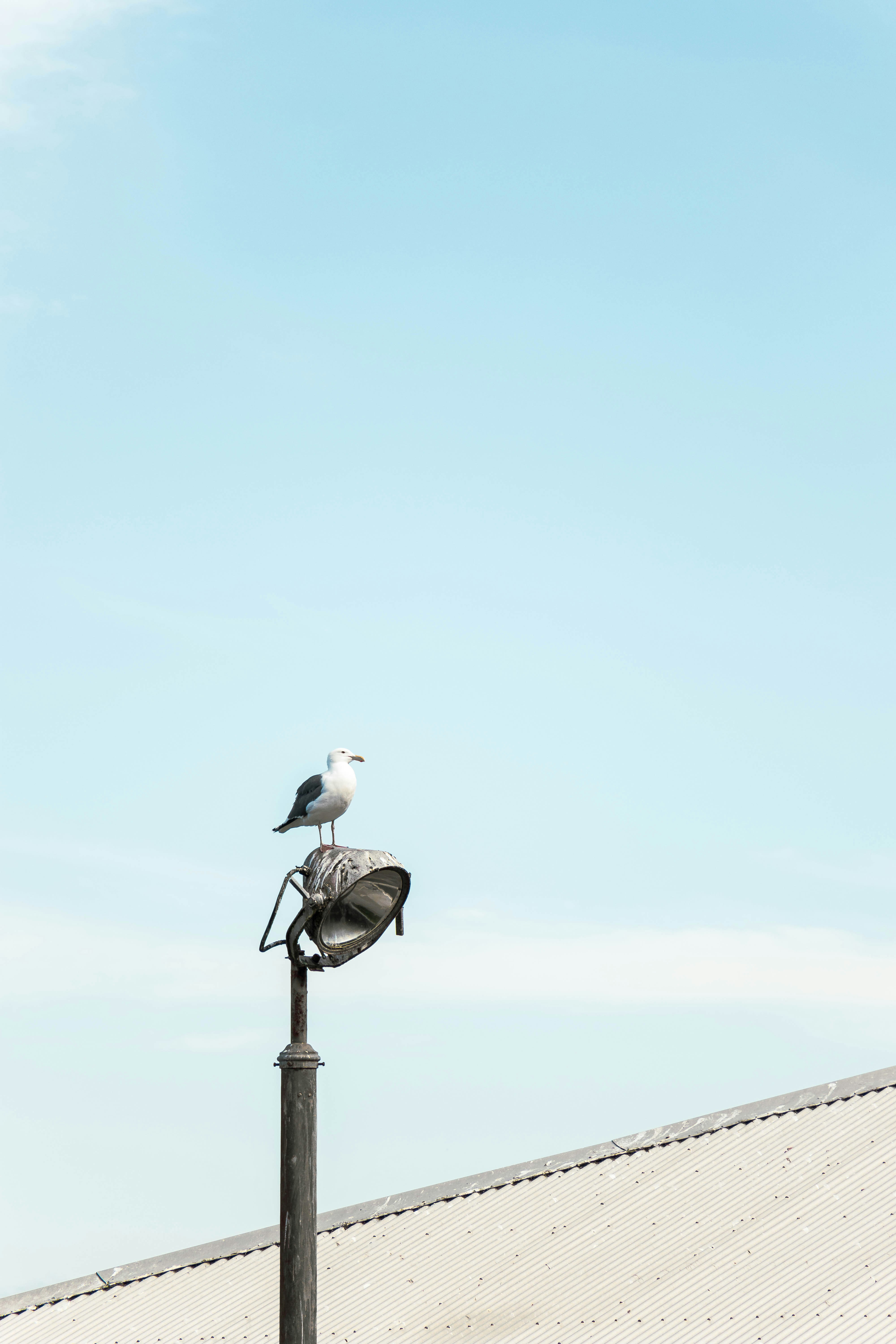 Minimalist shot of a seagull perched on a weathered lamp at Alcatraz Island against a bright blue sky. | Seagull perched atop a lamppost against a blue sky.