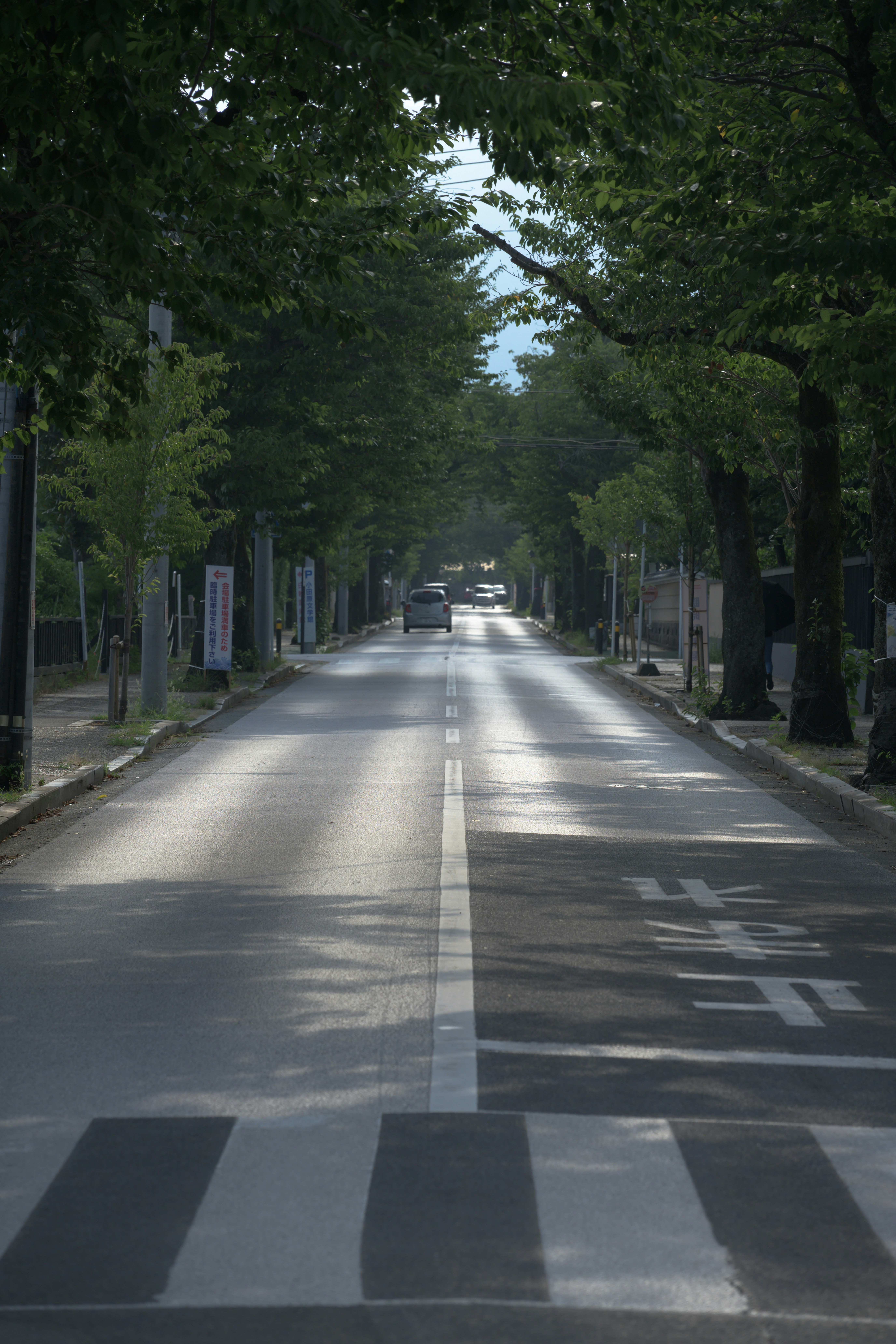 A road lined with trees and a car.