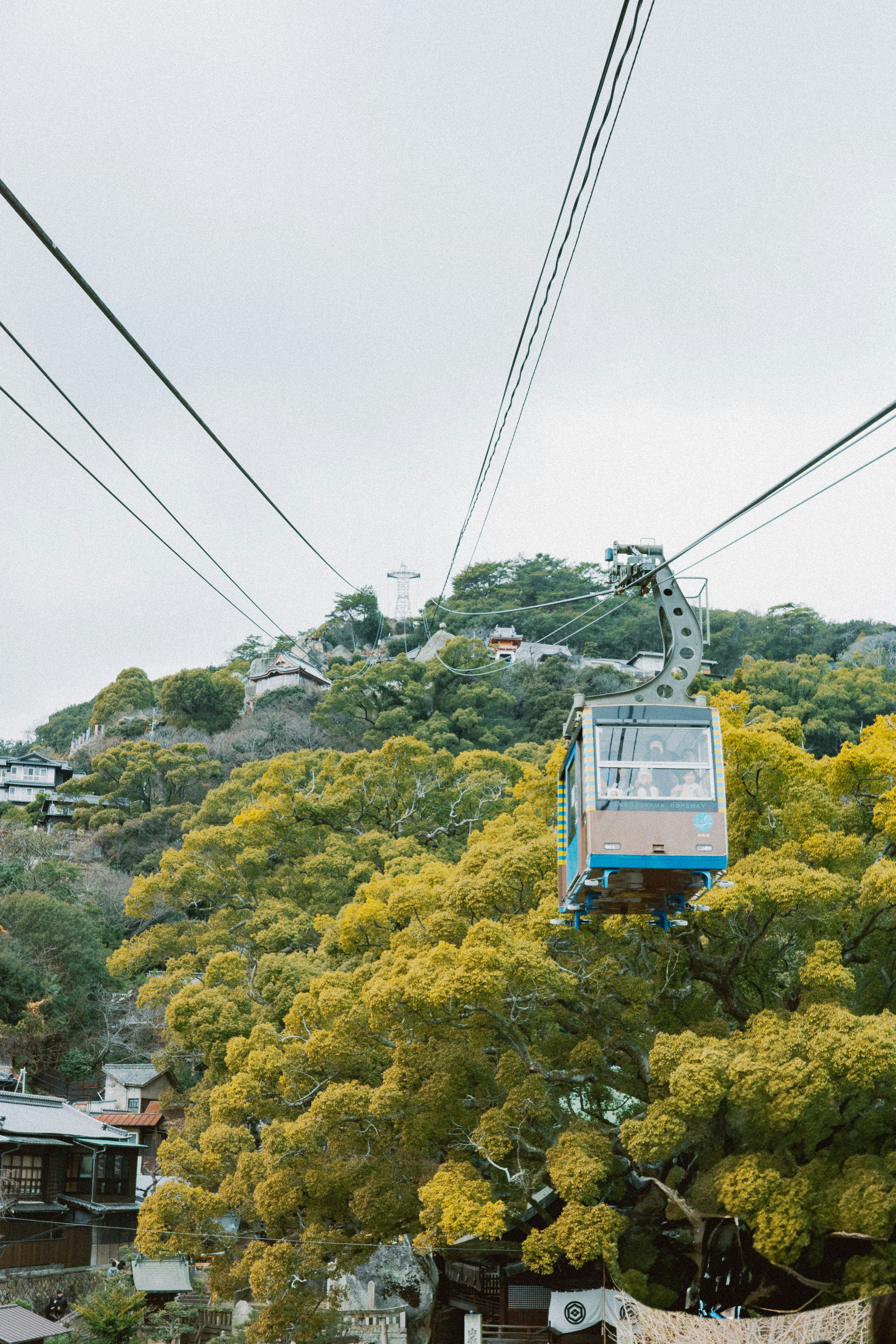 Ascending Through the Canopy: A Journey Above the Trees